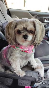 Sassy's adventure