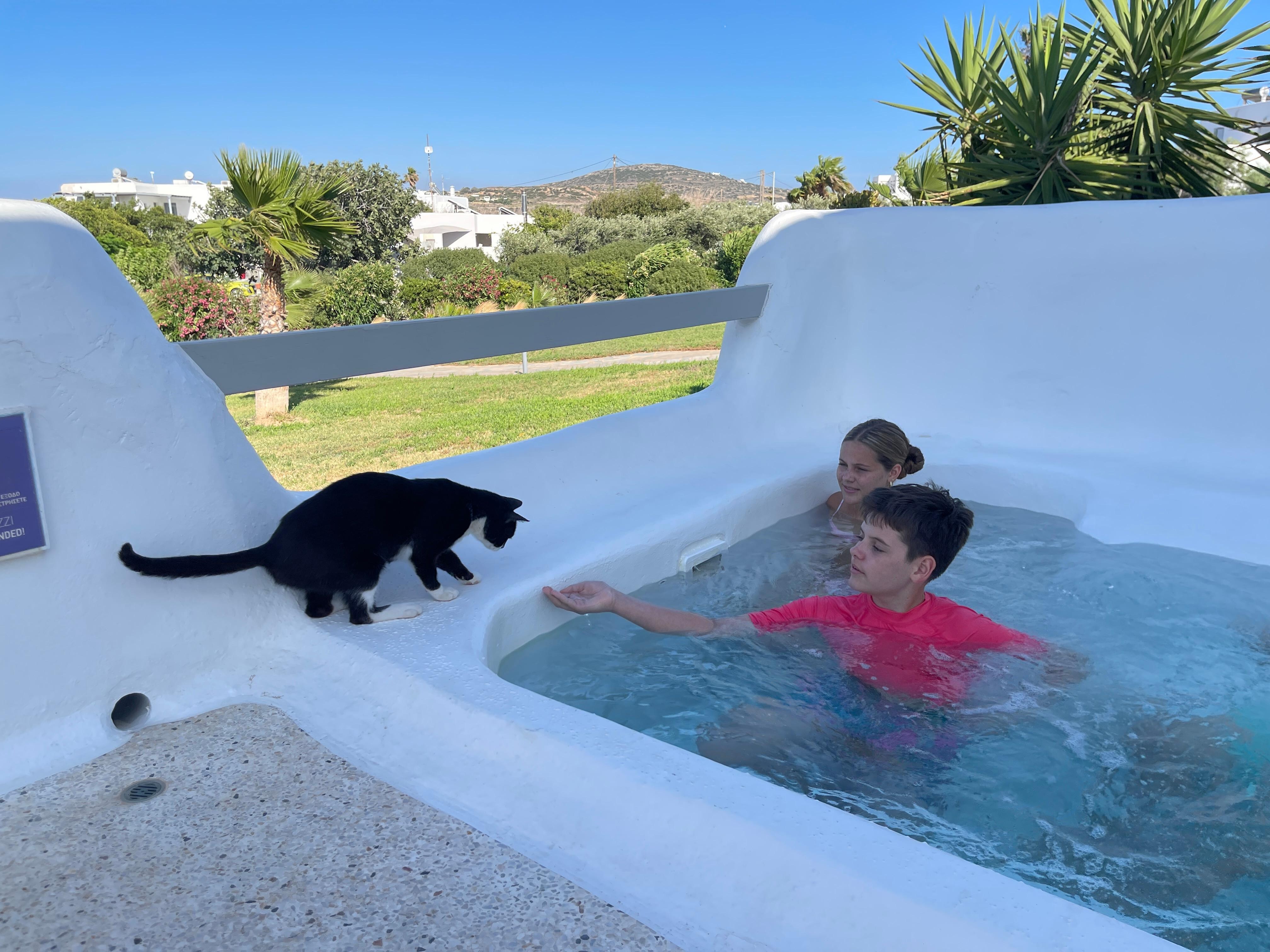 Friendliest cats. This one adopted us and we named her Socks. 