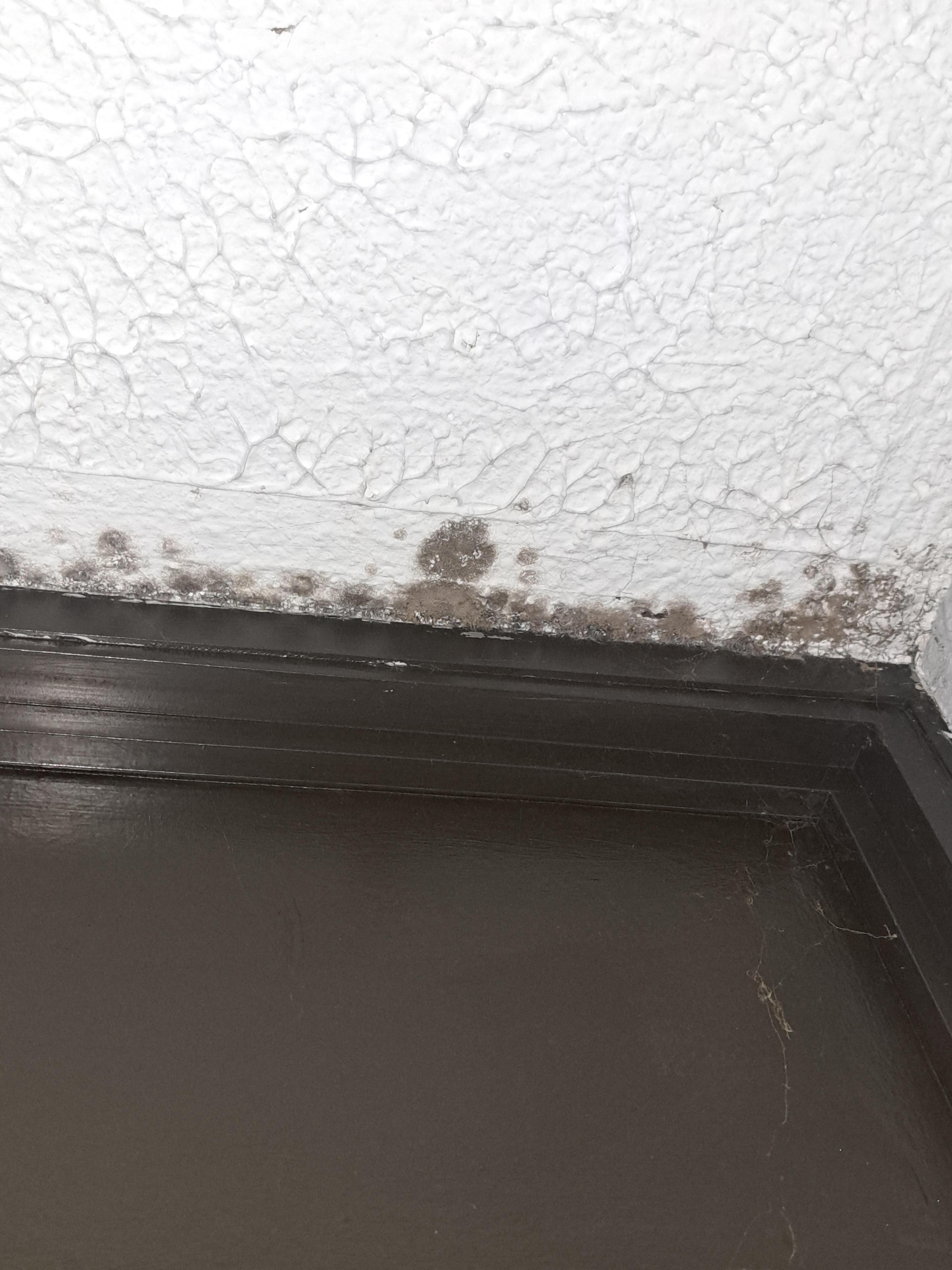 Mold on ceiling