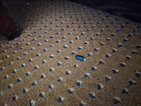 Press-on nails in the bedroom carpet.