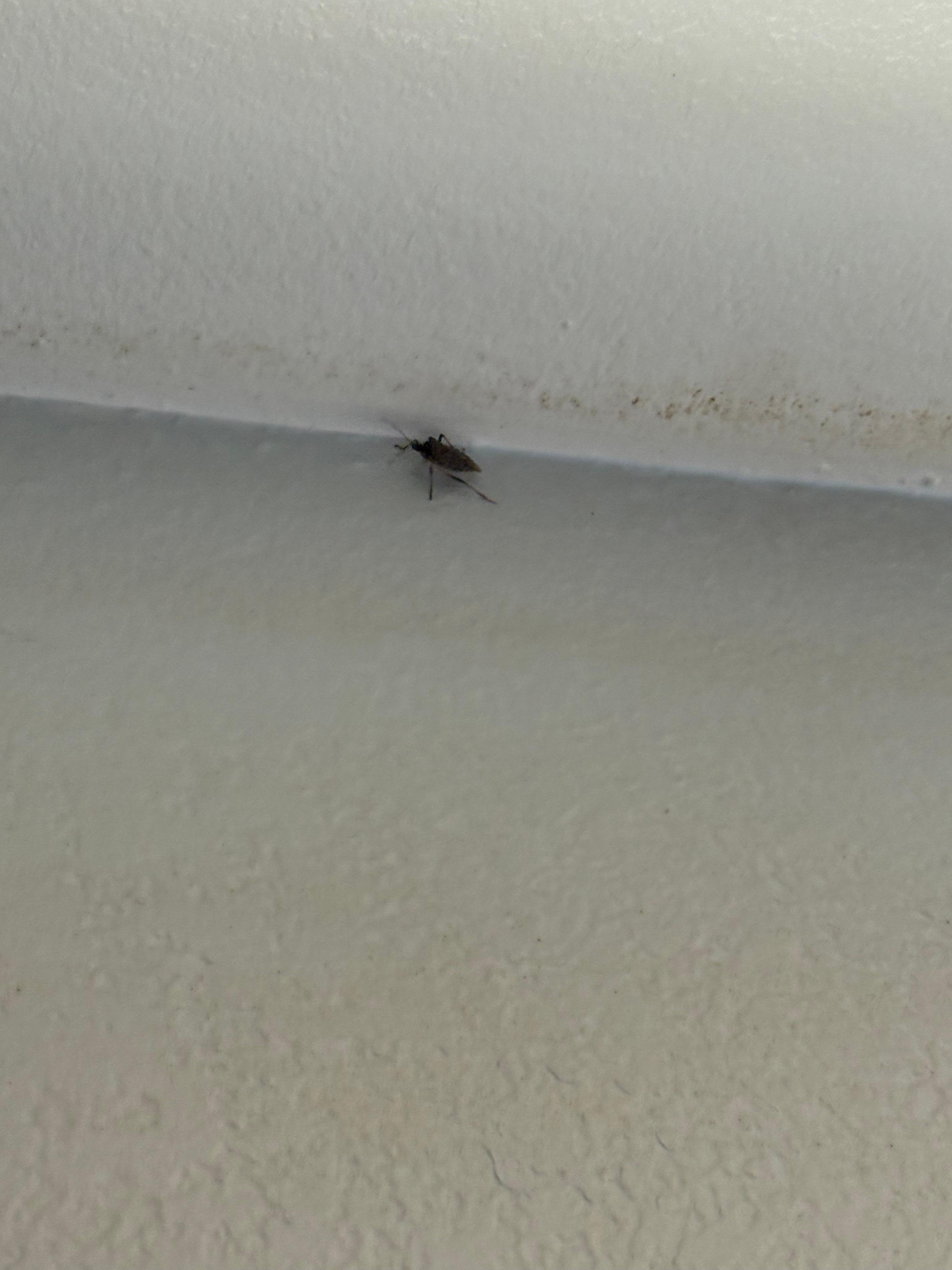 There was about 30 of these by the window and door 