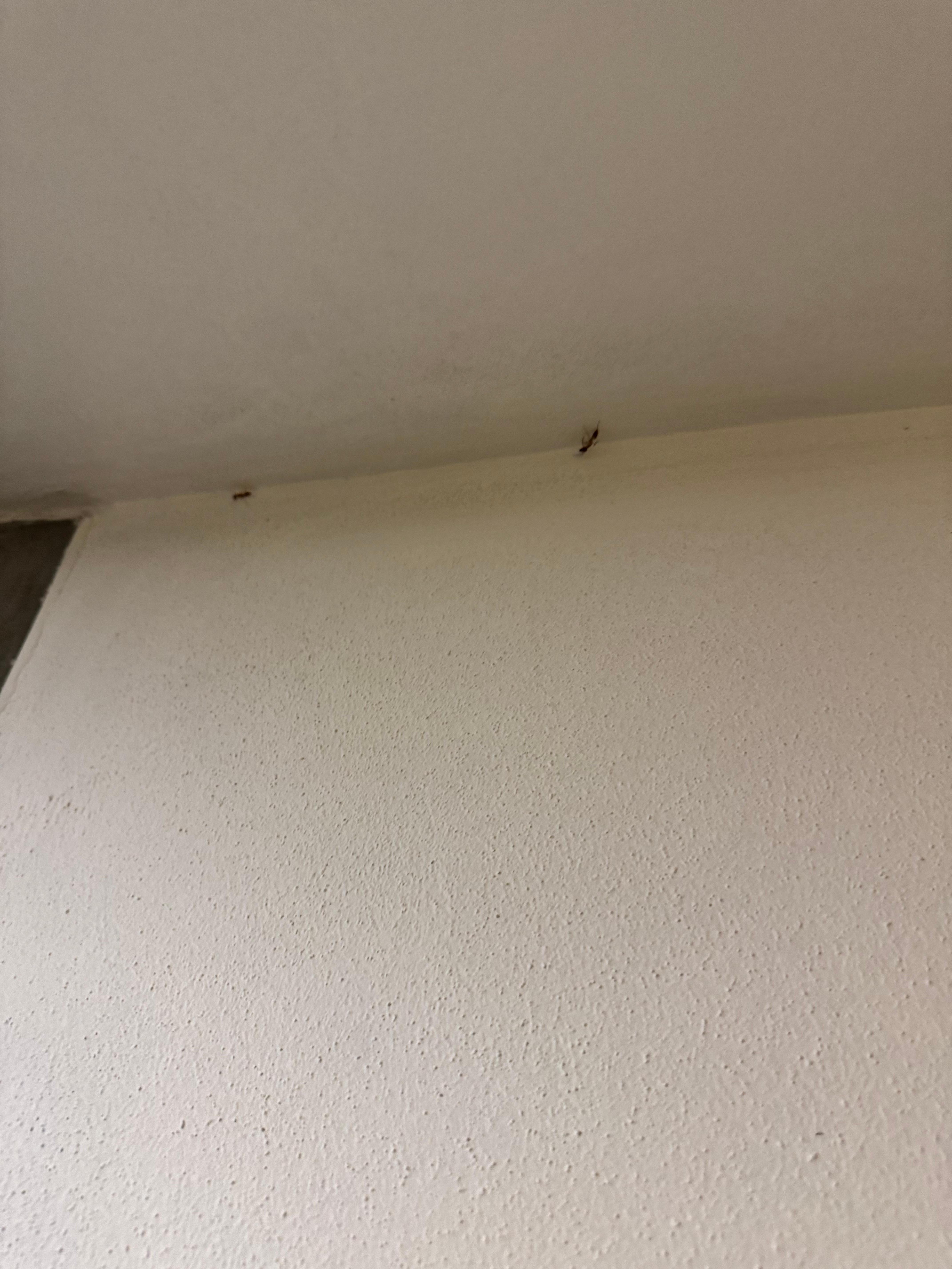 Ants on walls above the bed/no headboard 