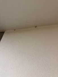 Ants on walls above the bed/no headboard