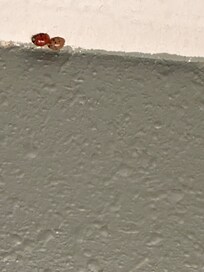 Infestation of ladybugs