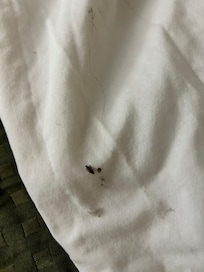 Bugs between sheets. Found these once top sheet was folded back.