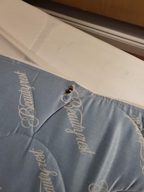 Mattress spring popping out needing to be shoved back in