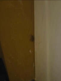 Roach on the wall