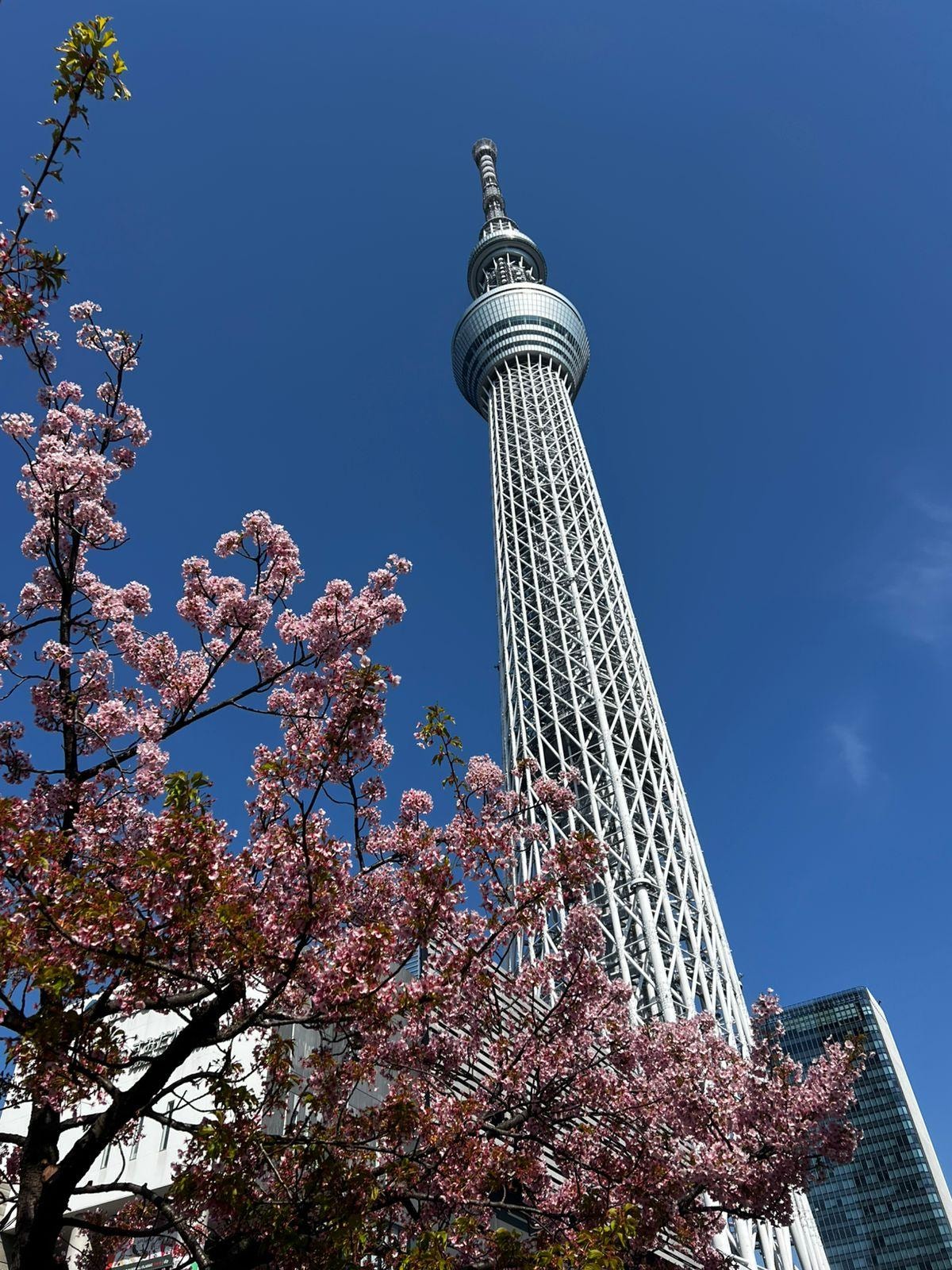 Cerca esta este arbol muy concurrido para la fotos del Zakura