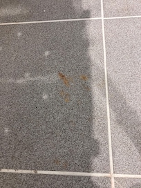 2nd room. What looked like human excrement