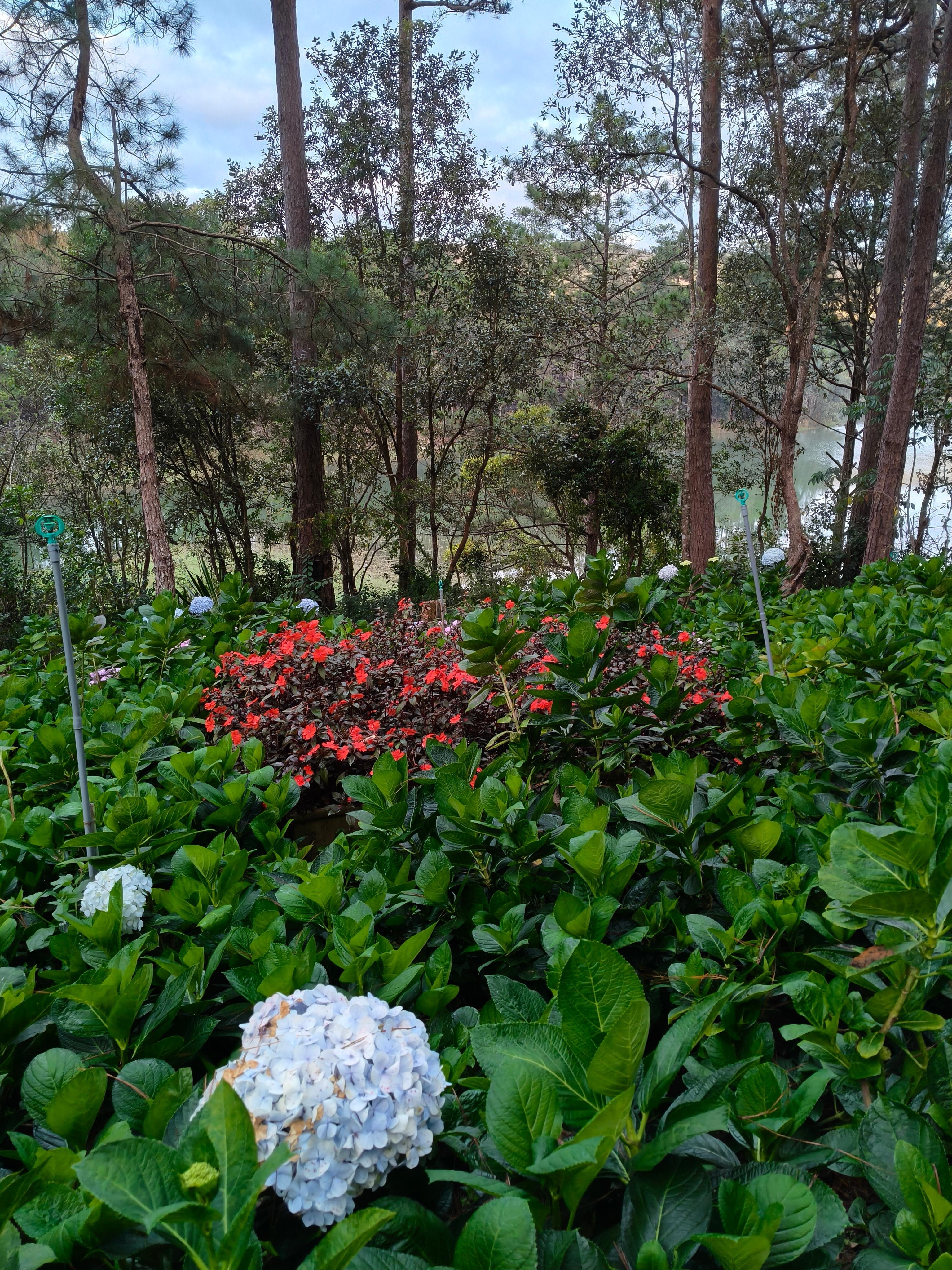 Lovely garden and pine trees 