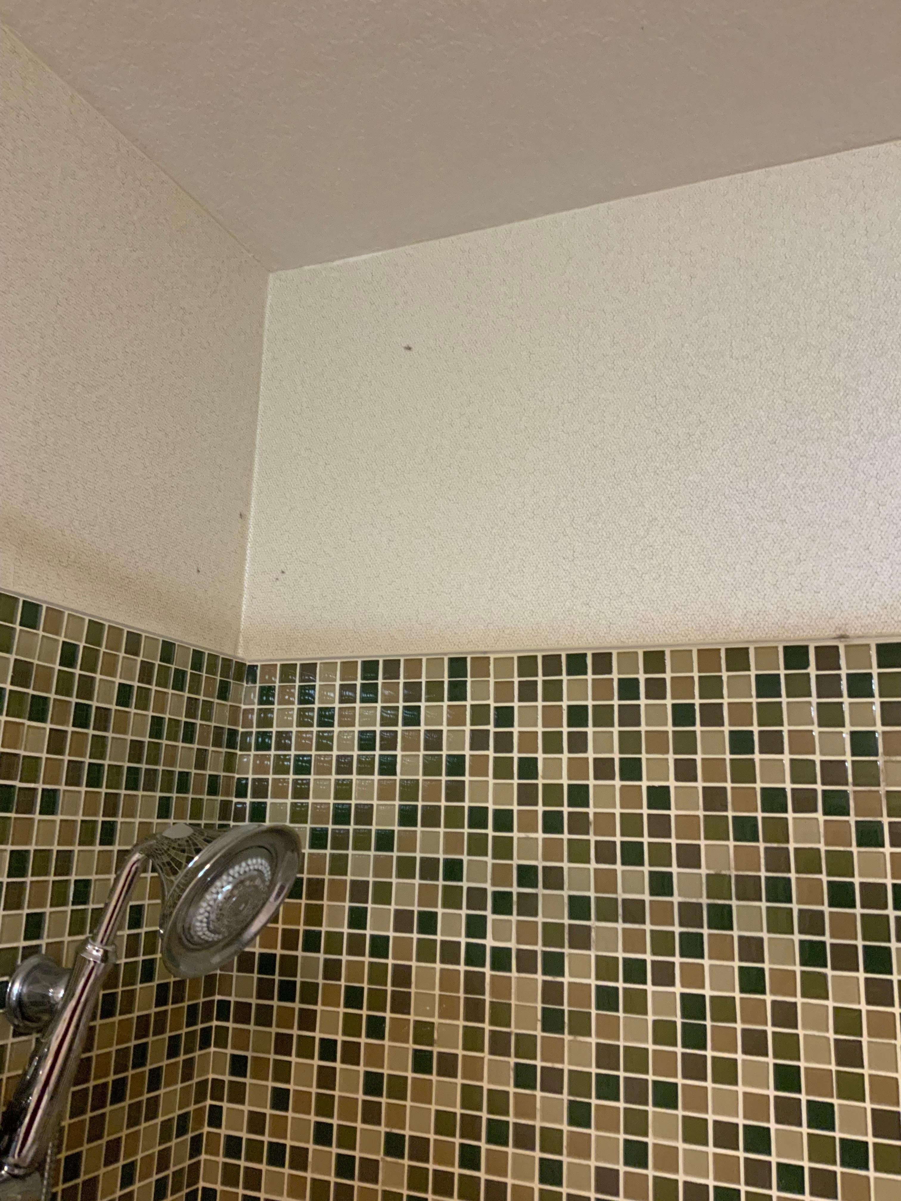 Mold on the wall