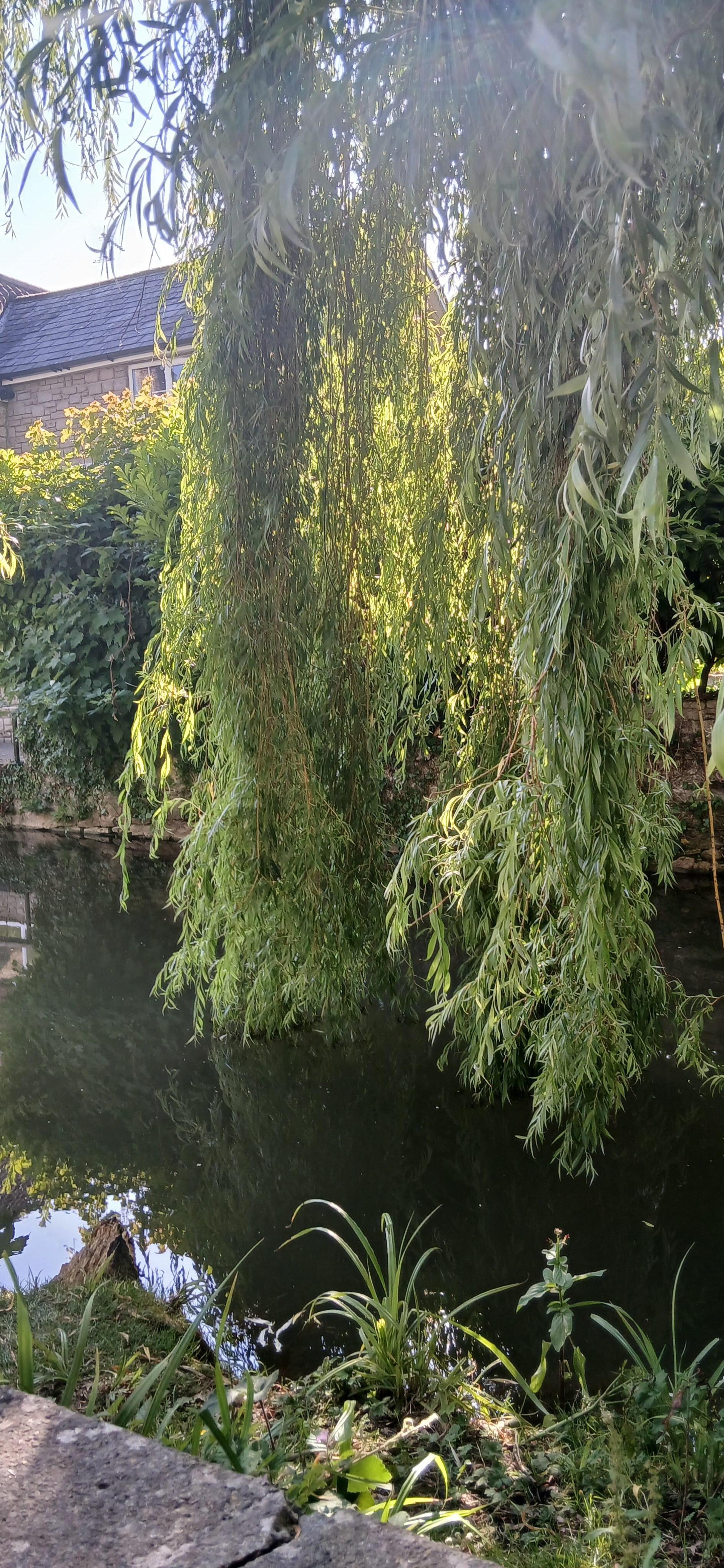 Garden by the river 