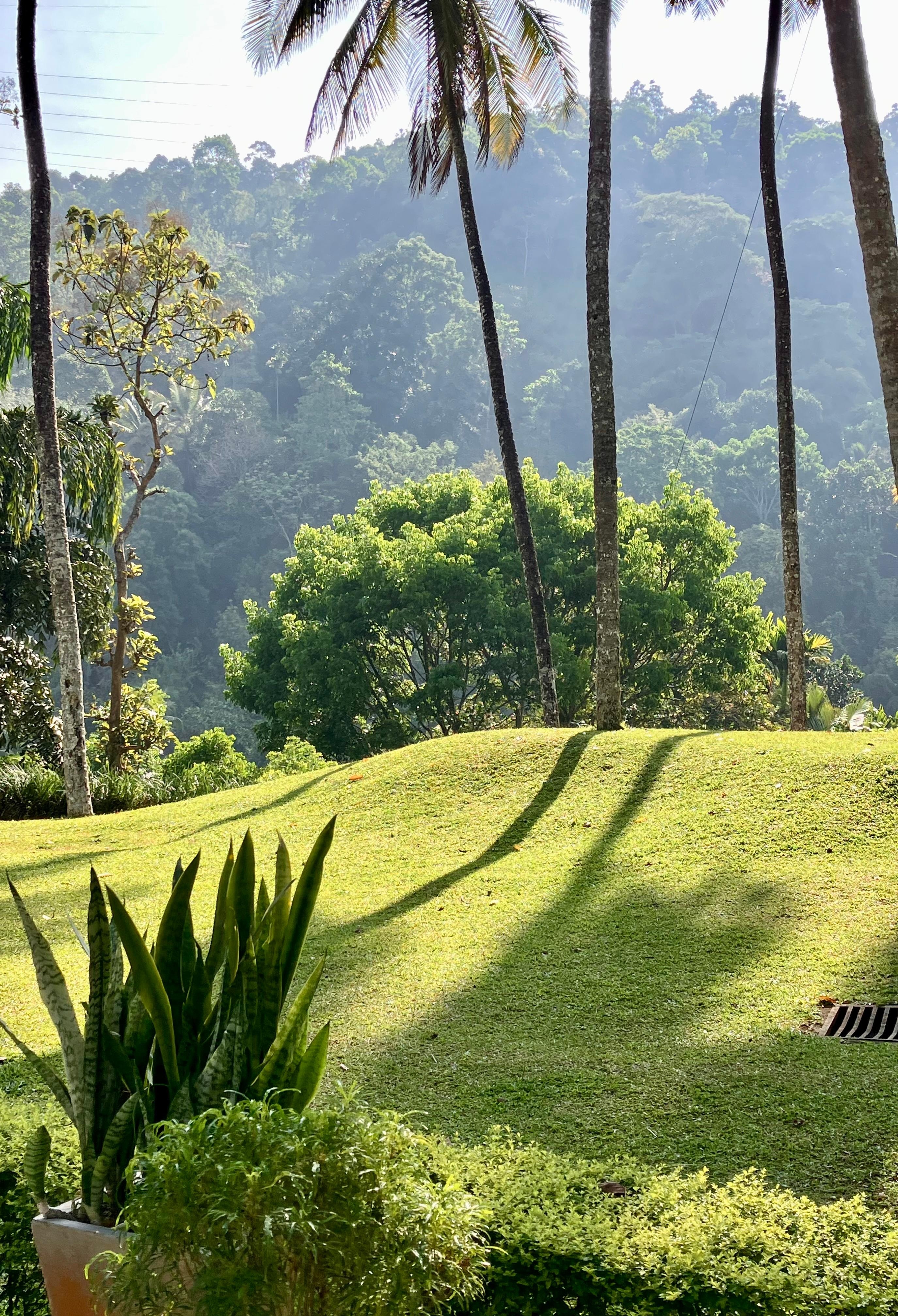 Has its own Teagarden, not in this image however 