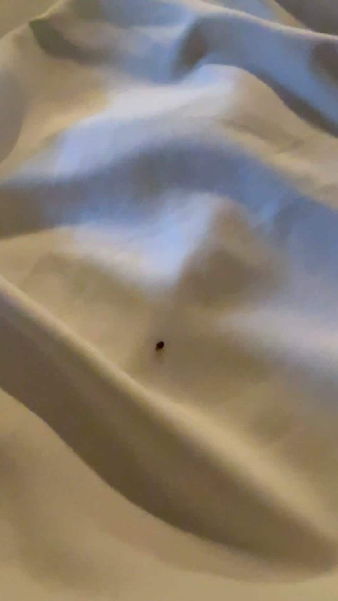 Bed Bugs