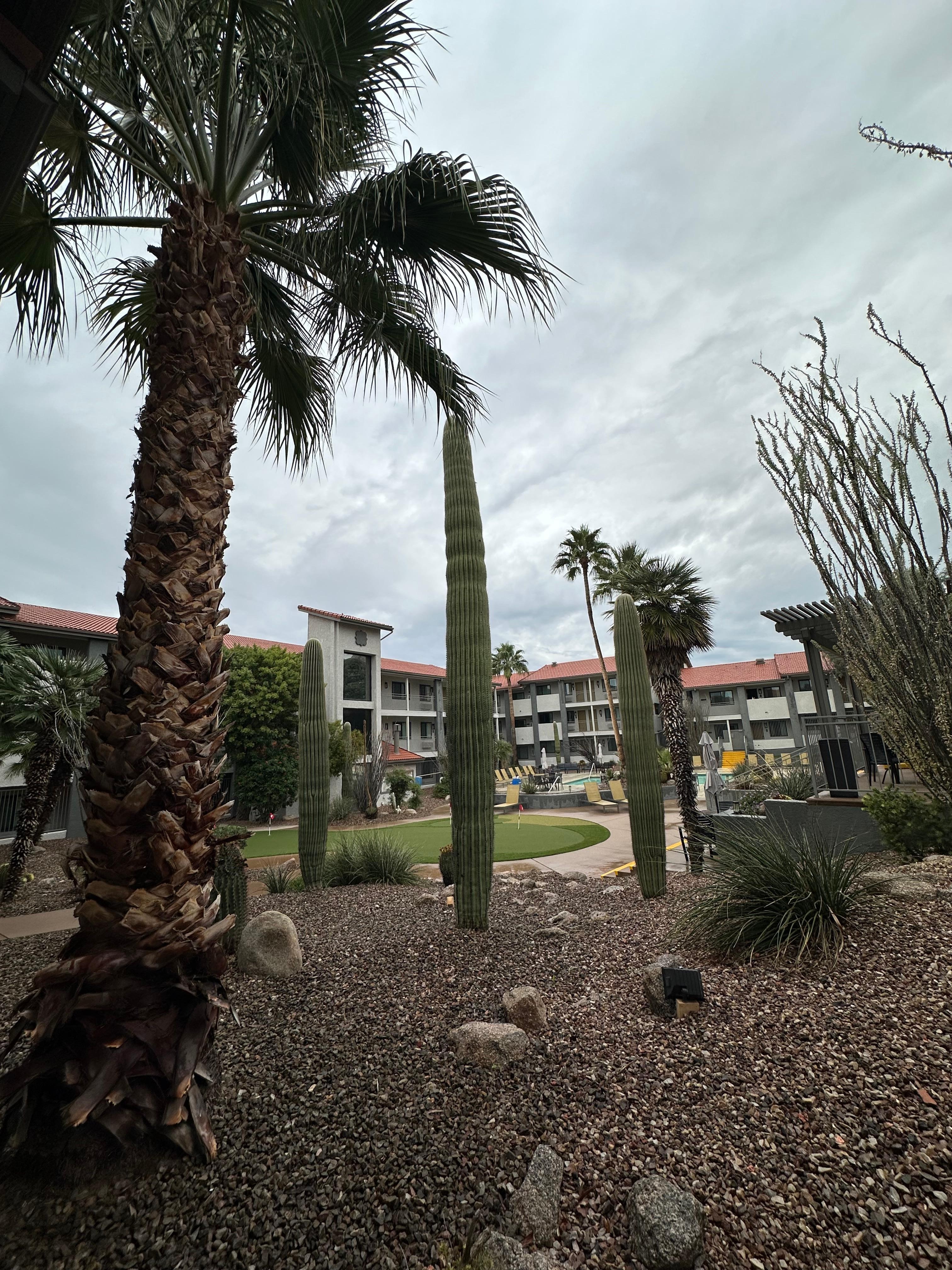 Lovely palms and tomorrow cactus
