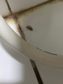 Baratinhas no banheiro