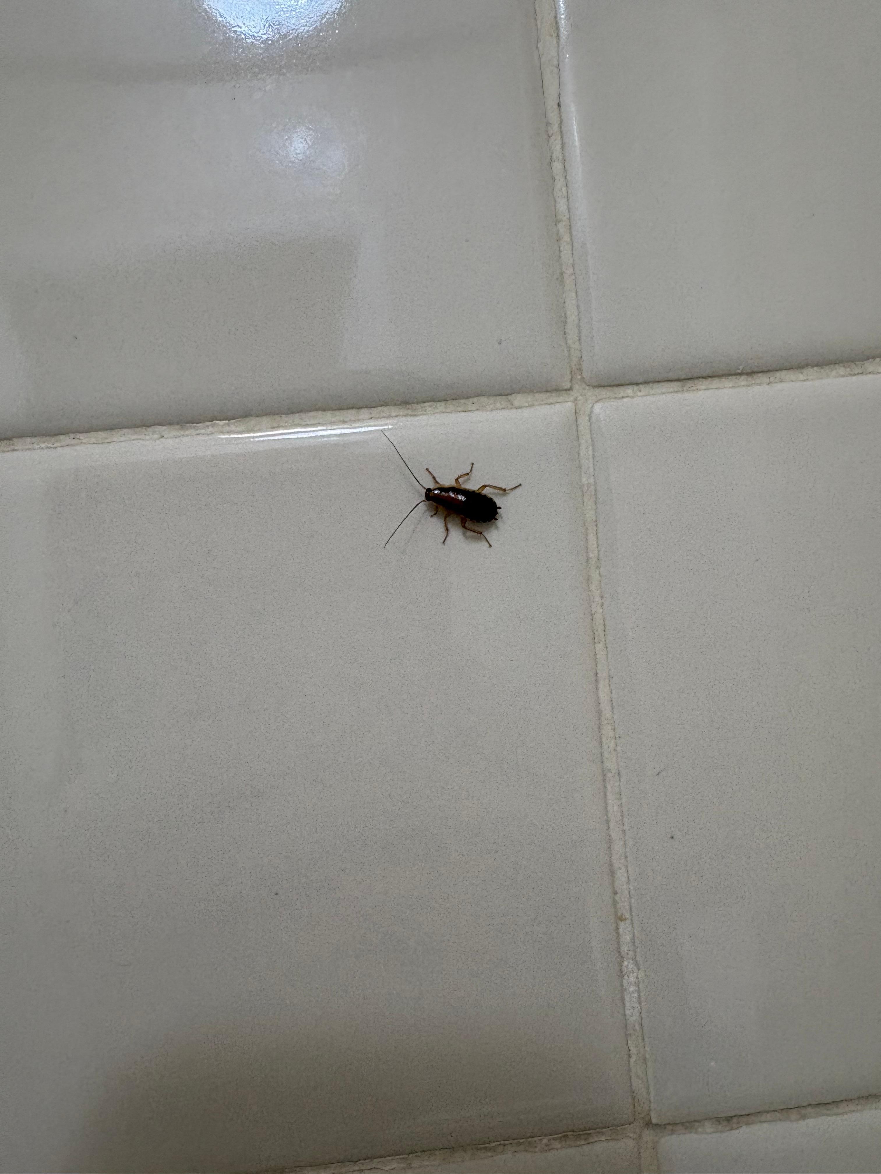 Roach in the bathroom 