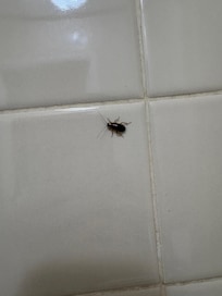 Roach in the bathroom