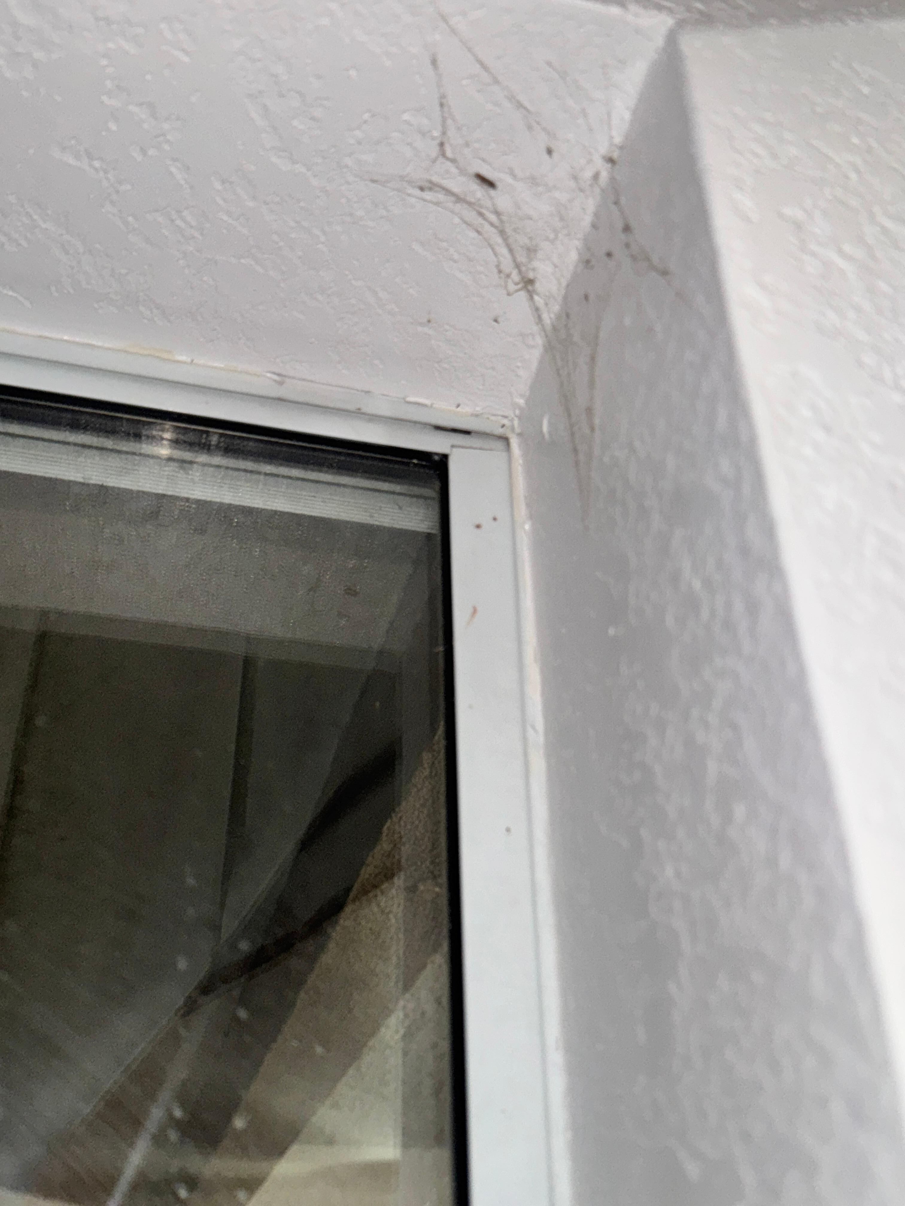 Spiderwebs littered the suite