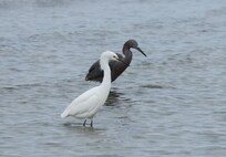 Snowy Egret and Reddish Egret