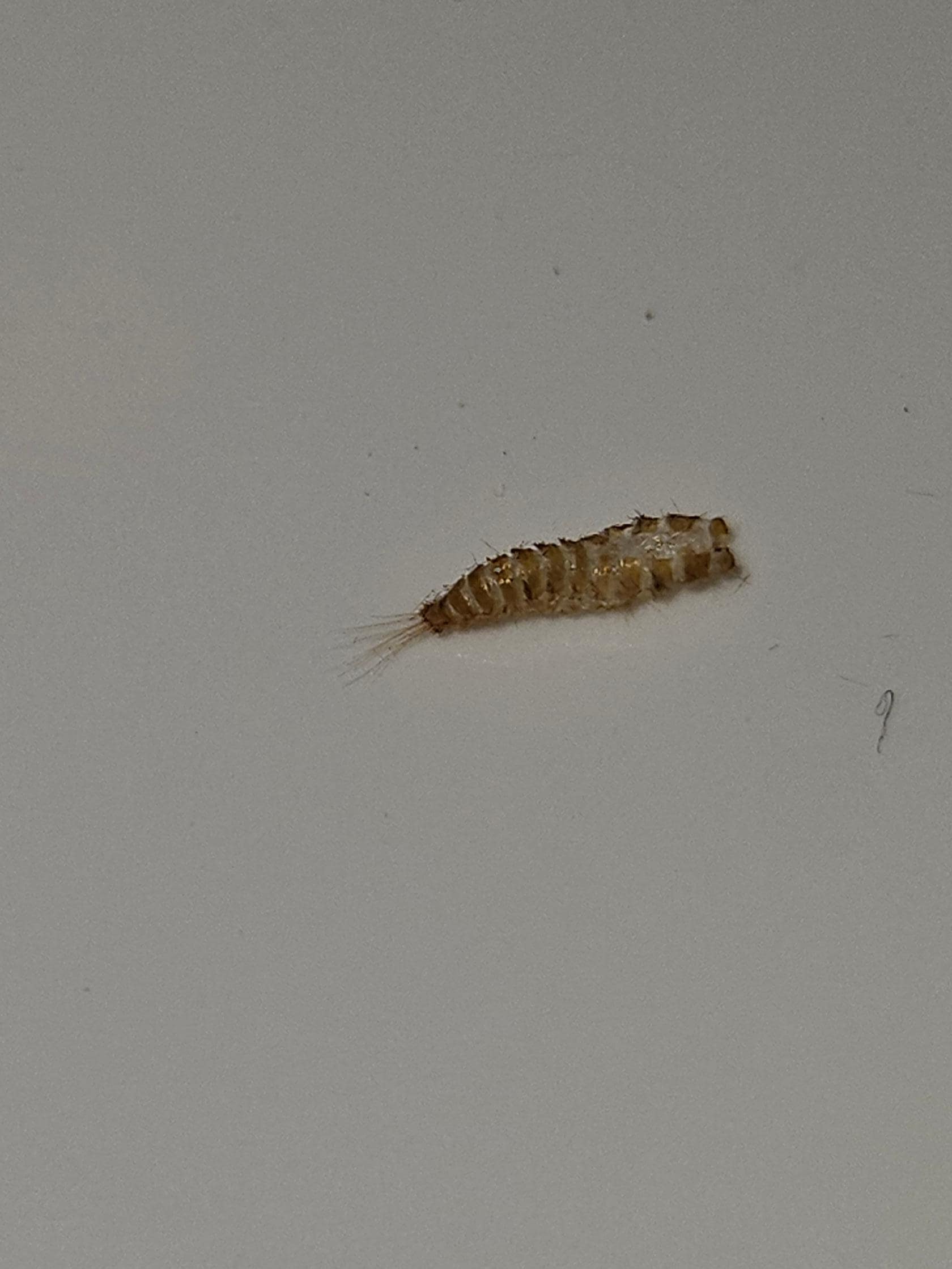 Carpet bug (?) shell in dresser
