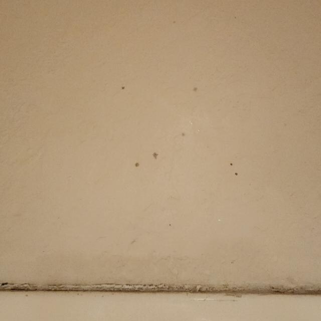 bathroom mold