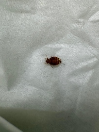 Bedbug
