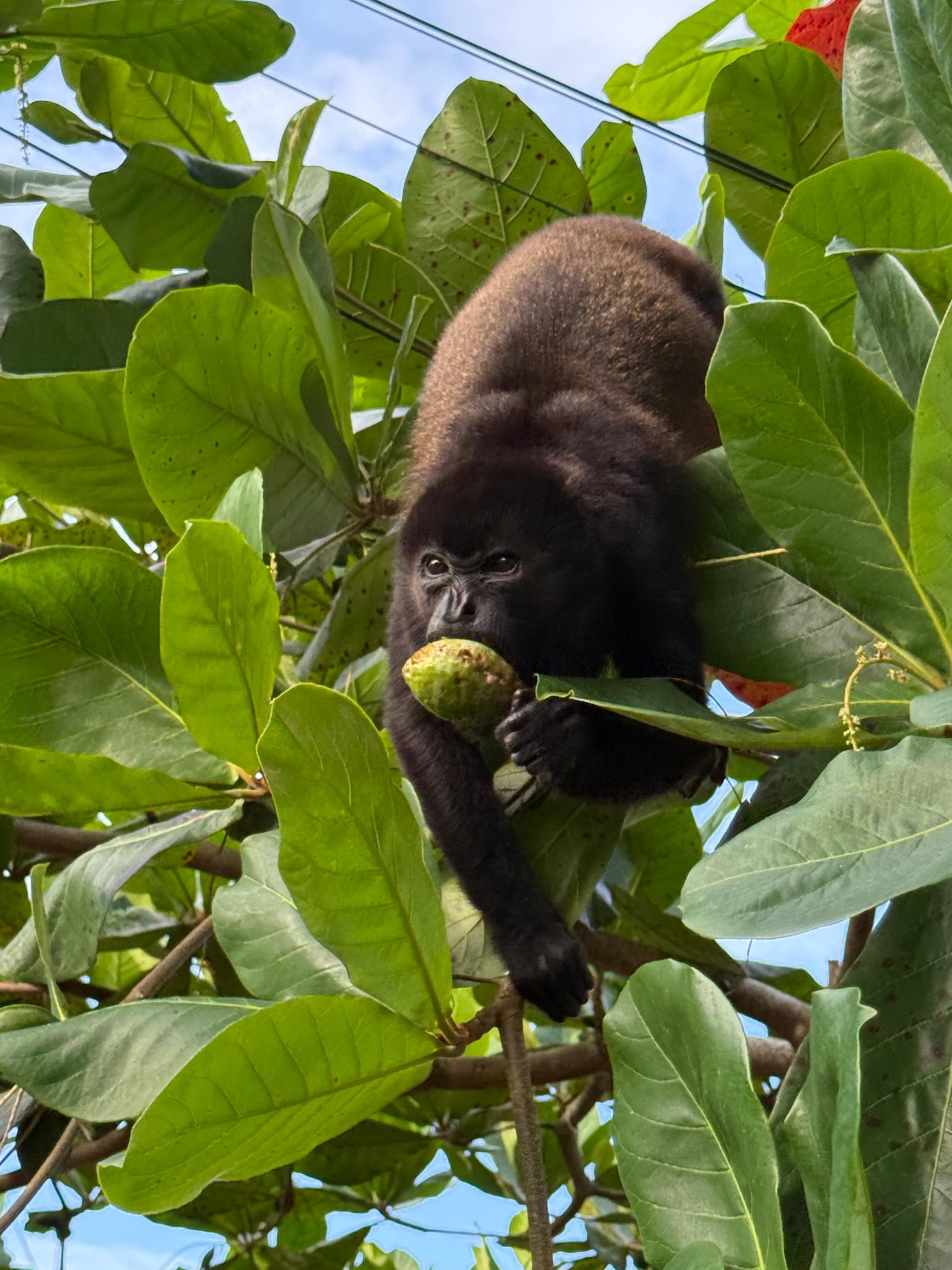 Koselig å våkne til Brøleape