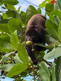 Koselig å våkne til Brøleape