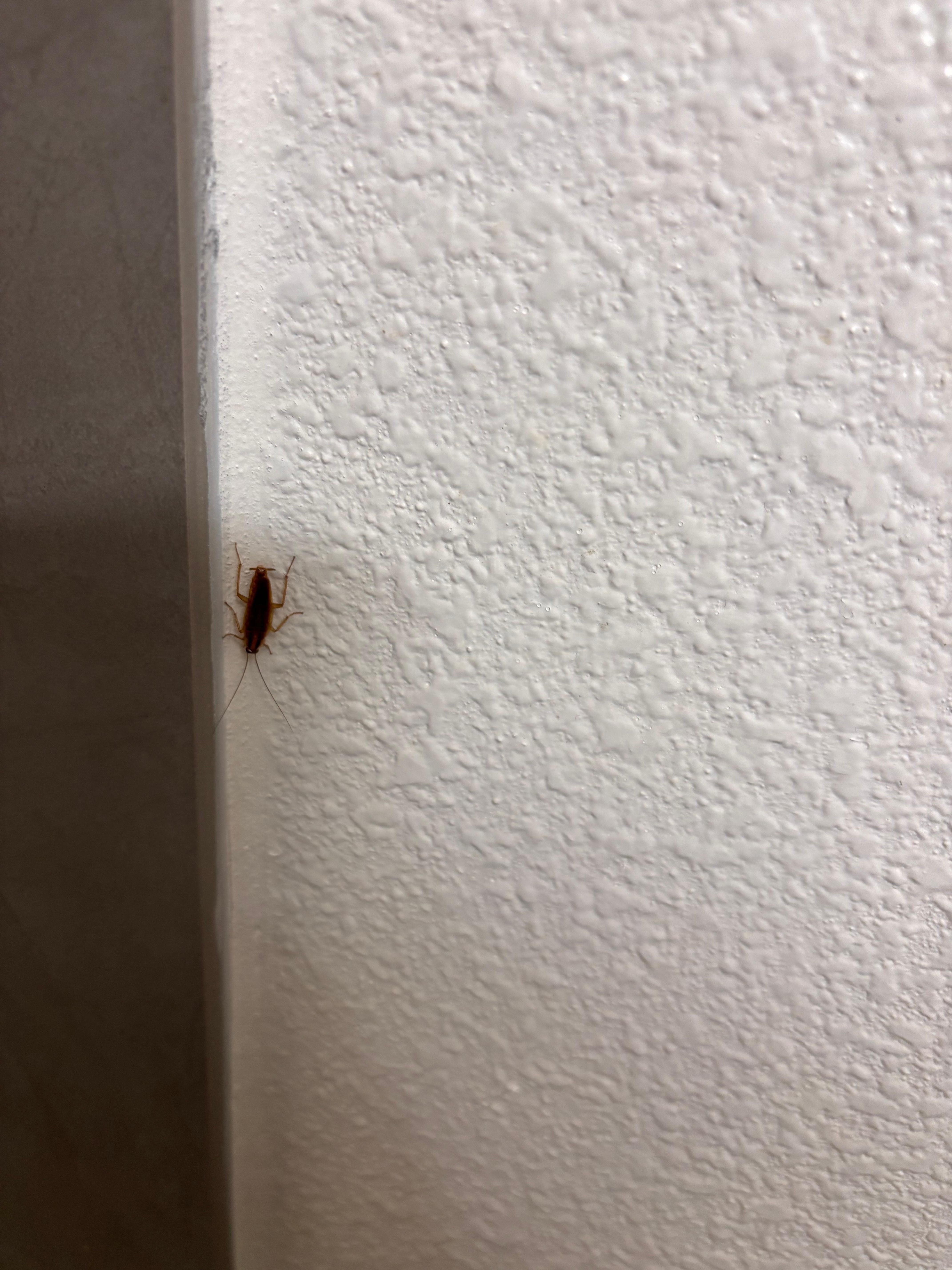 Bathroom bug