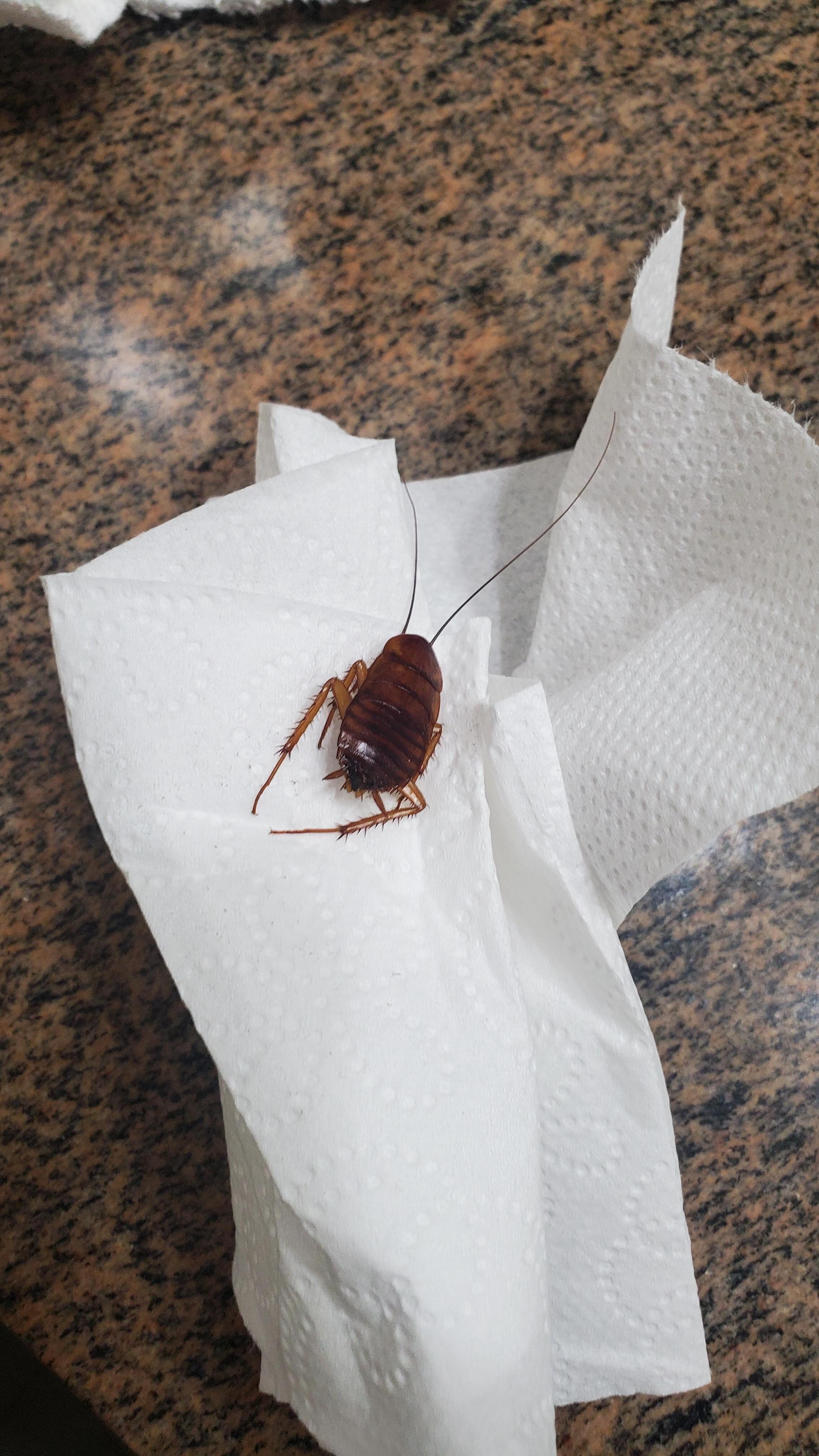 Found on bathroom floor, luckily no others and no bedbugs.