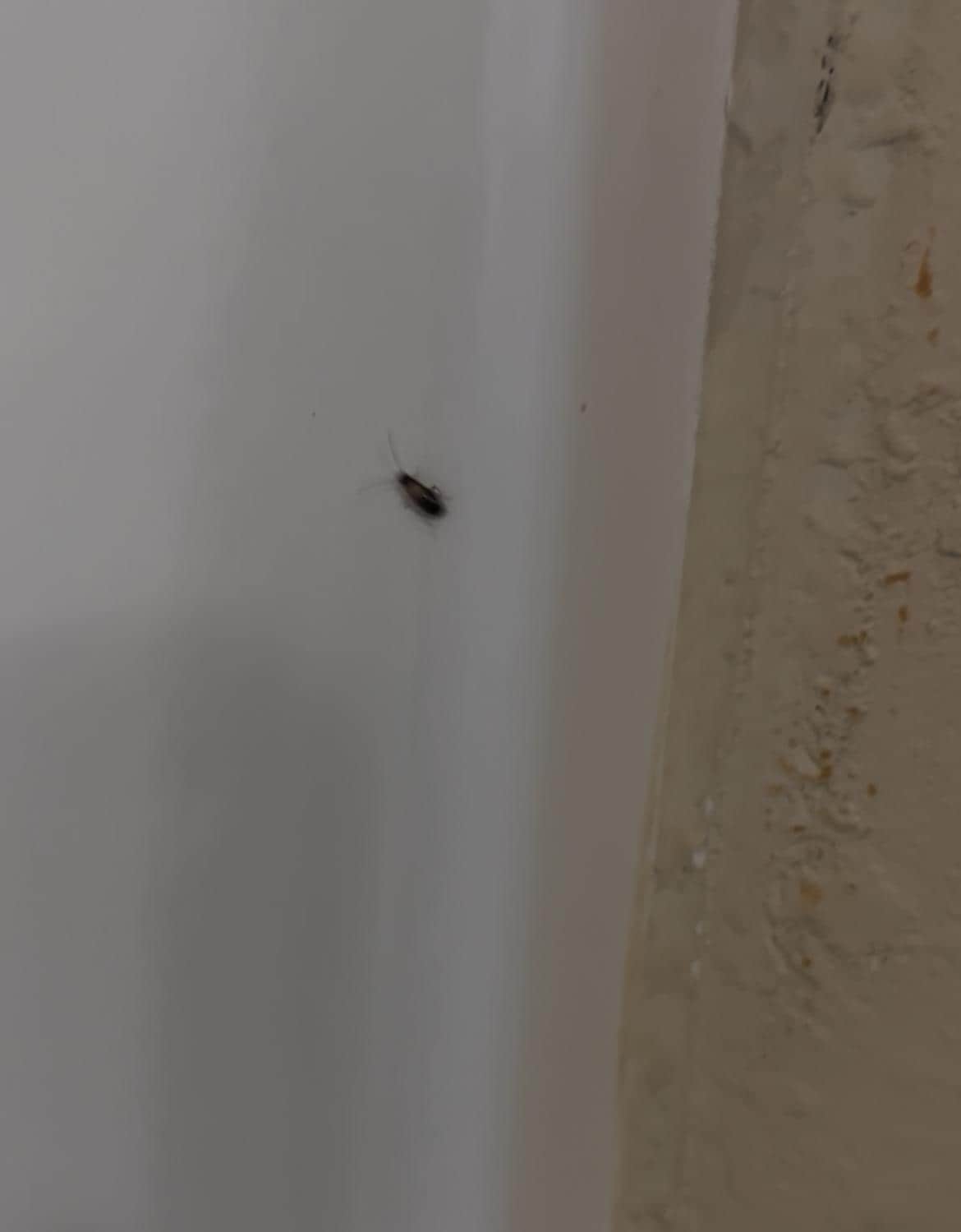Roach on the side of the tub