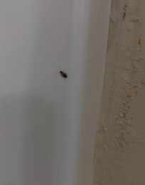 Roach on the side of the tub