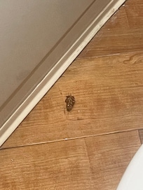 We found bugs around the room