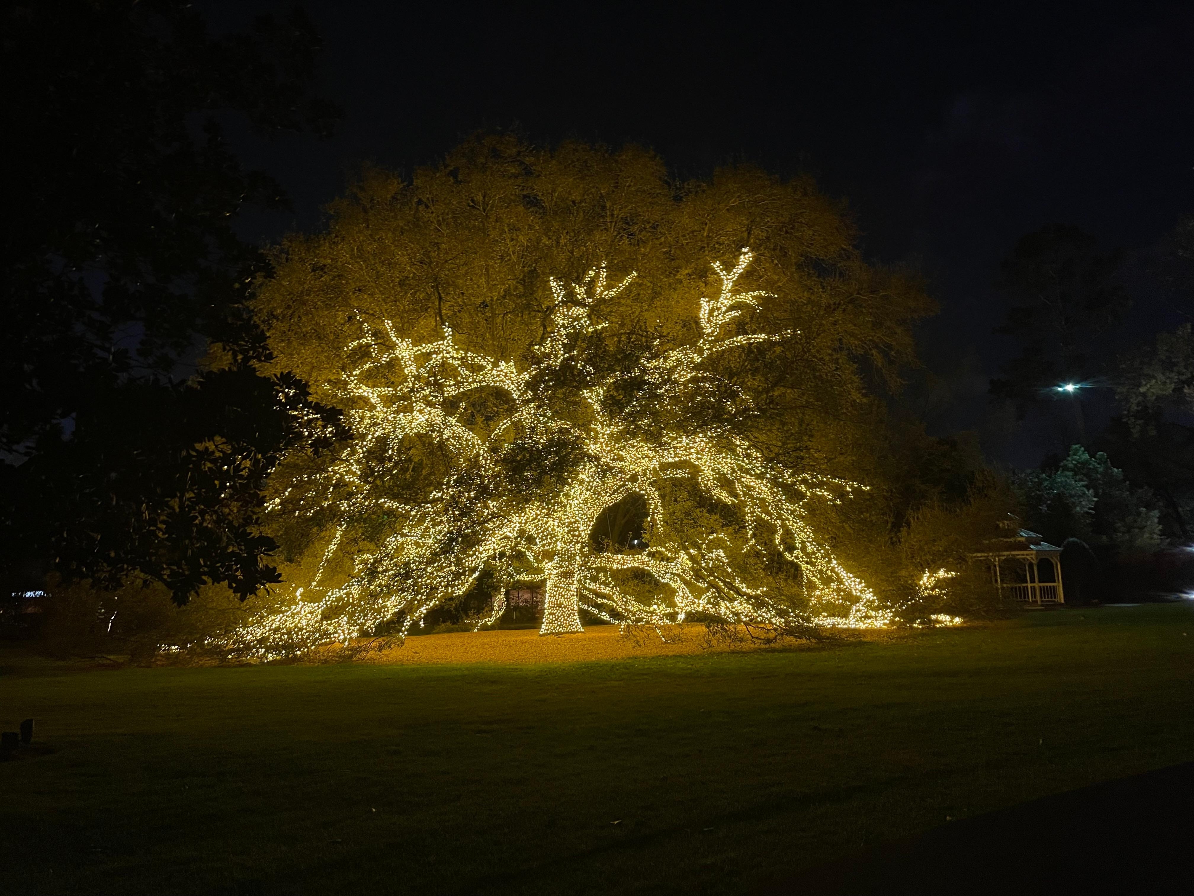 Beautiful Oak tree in front of hotel