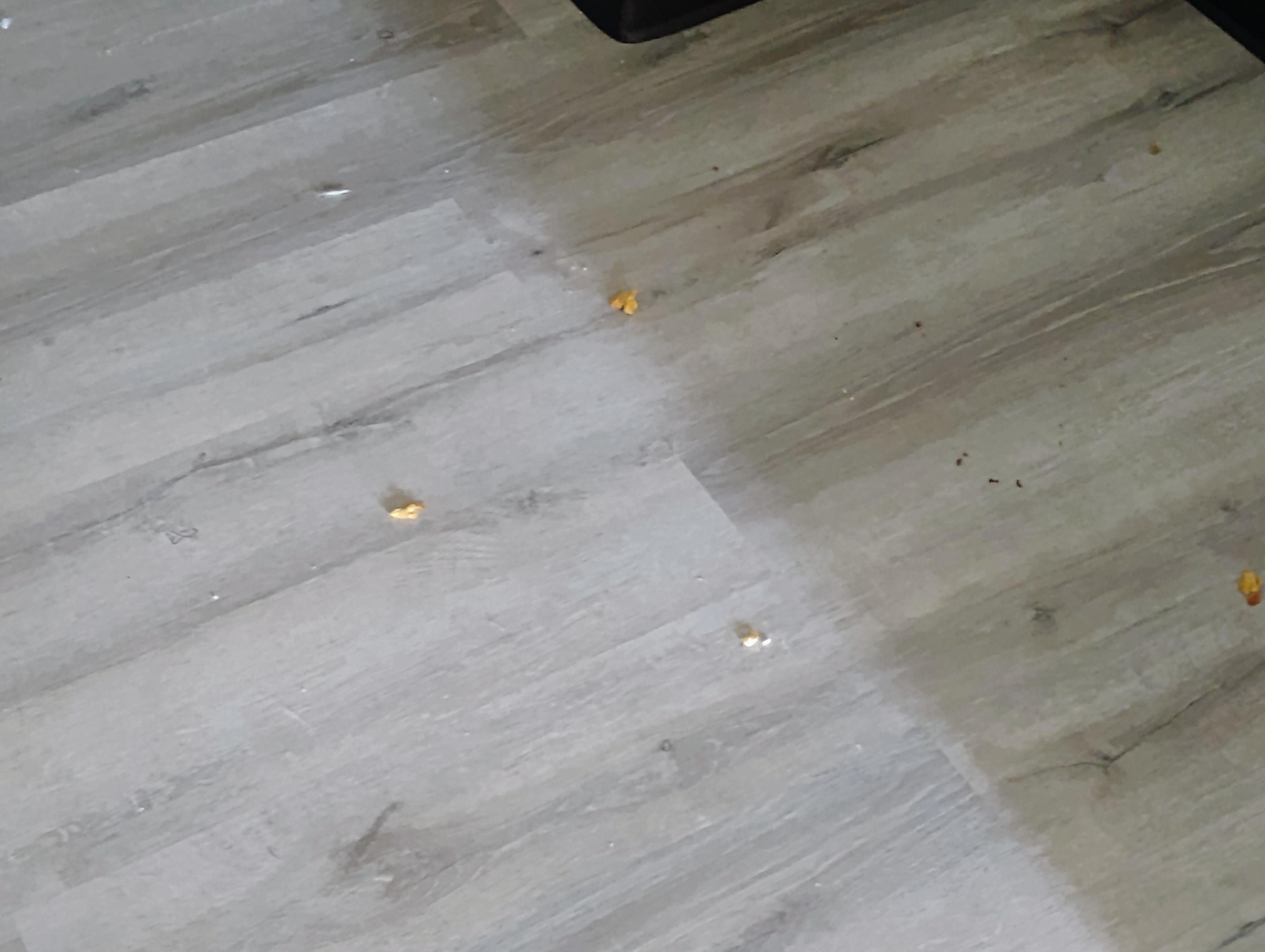 Unswept floor with pet hair 