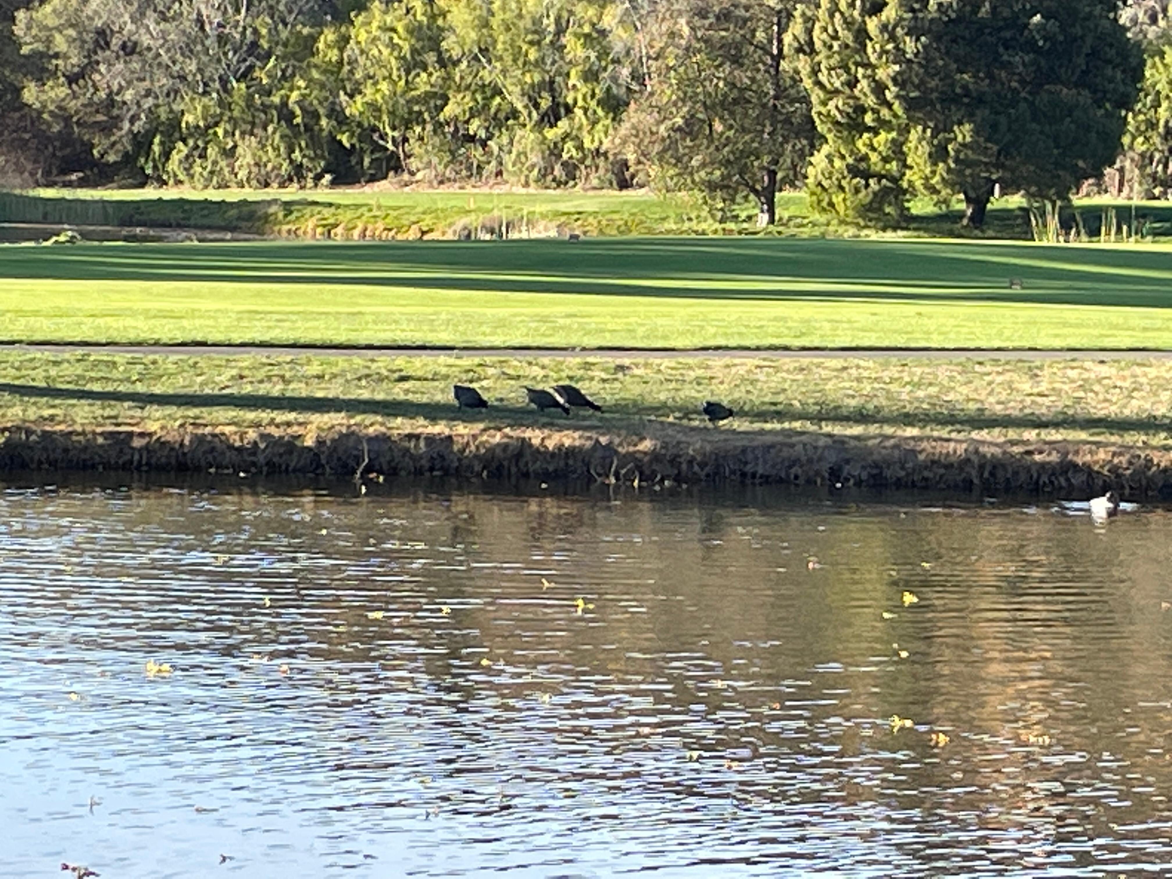 Book Quail Lodge & Golf Club in Carmel | Hotels.com