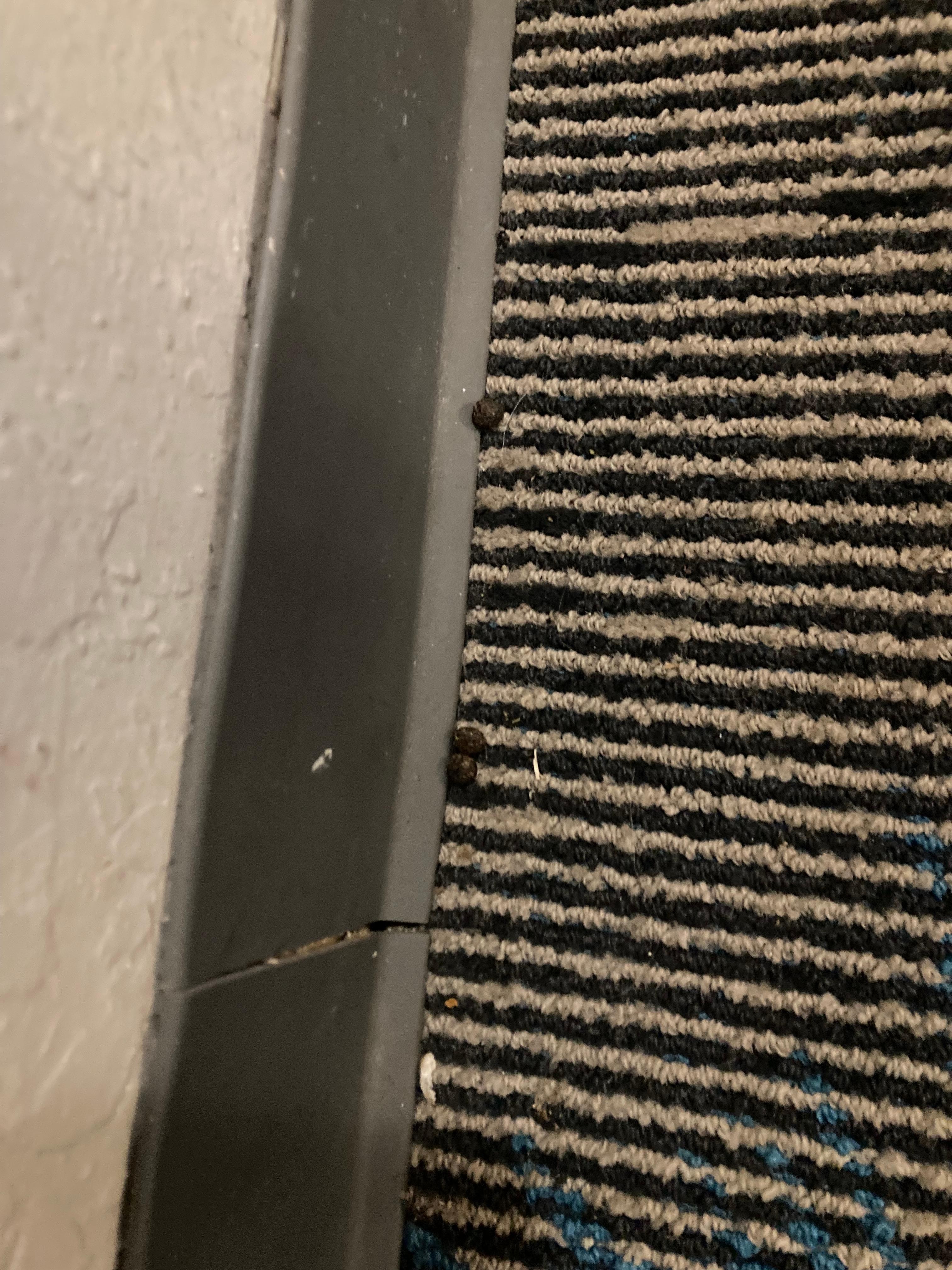 Animal feces along the baseboard