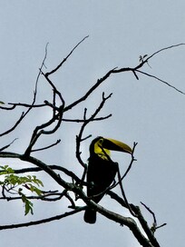 Fantastisk Fugl Tucan