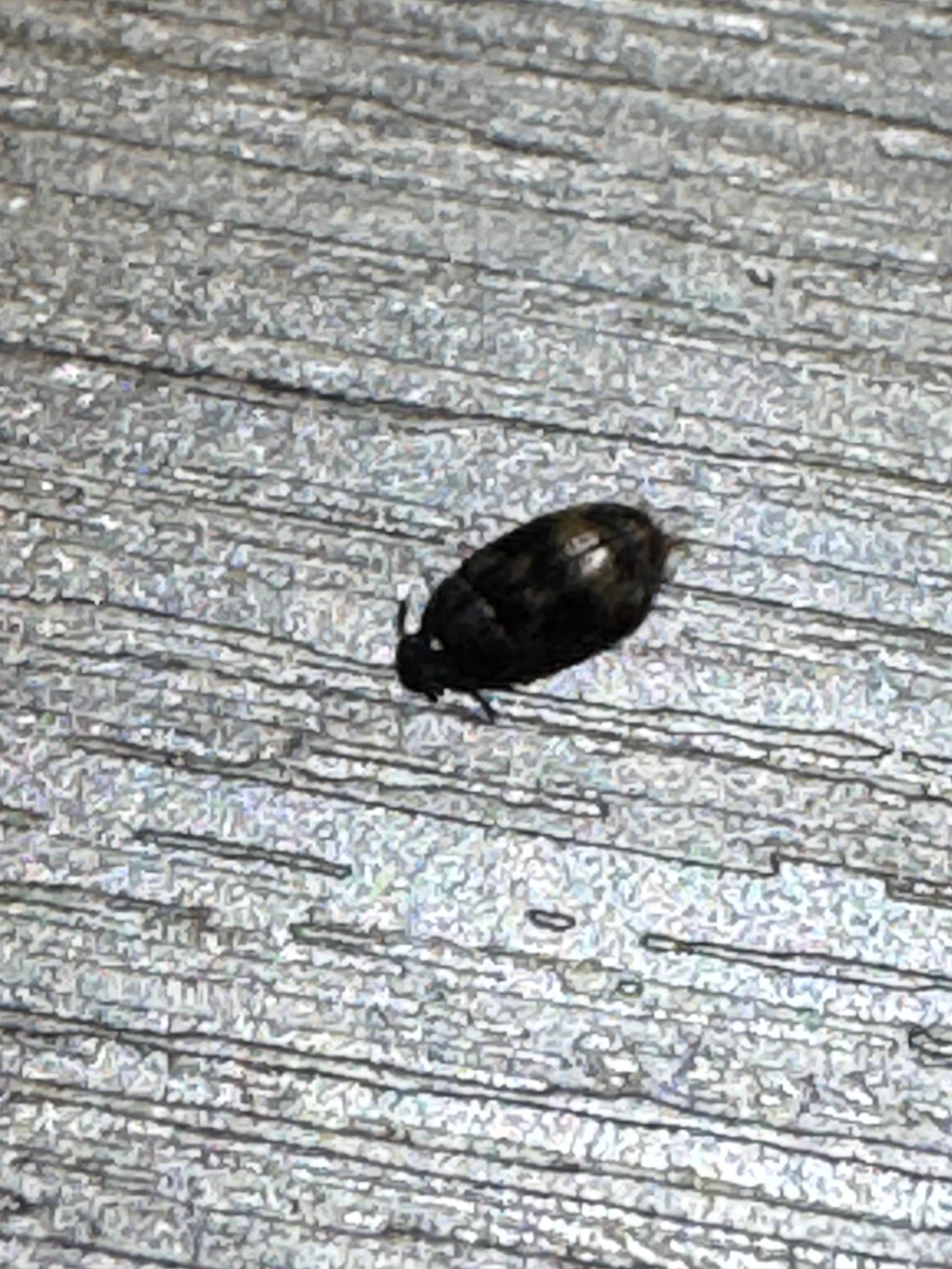 This was the bug crawling on my co-workers pillow in his room while at the hotel