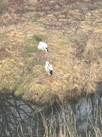 Udsigt til et storkepar