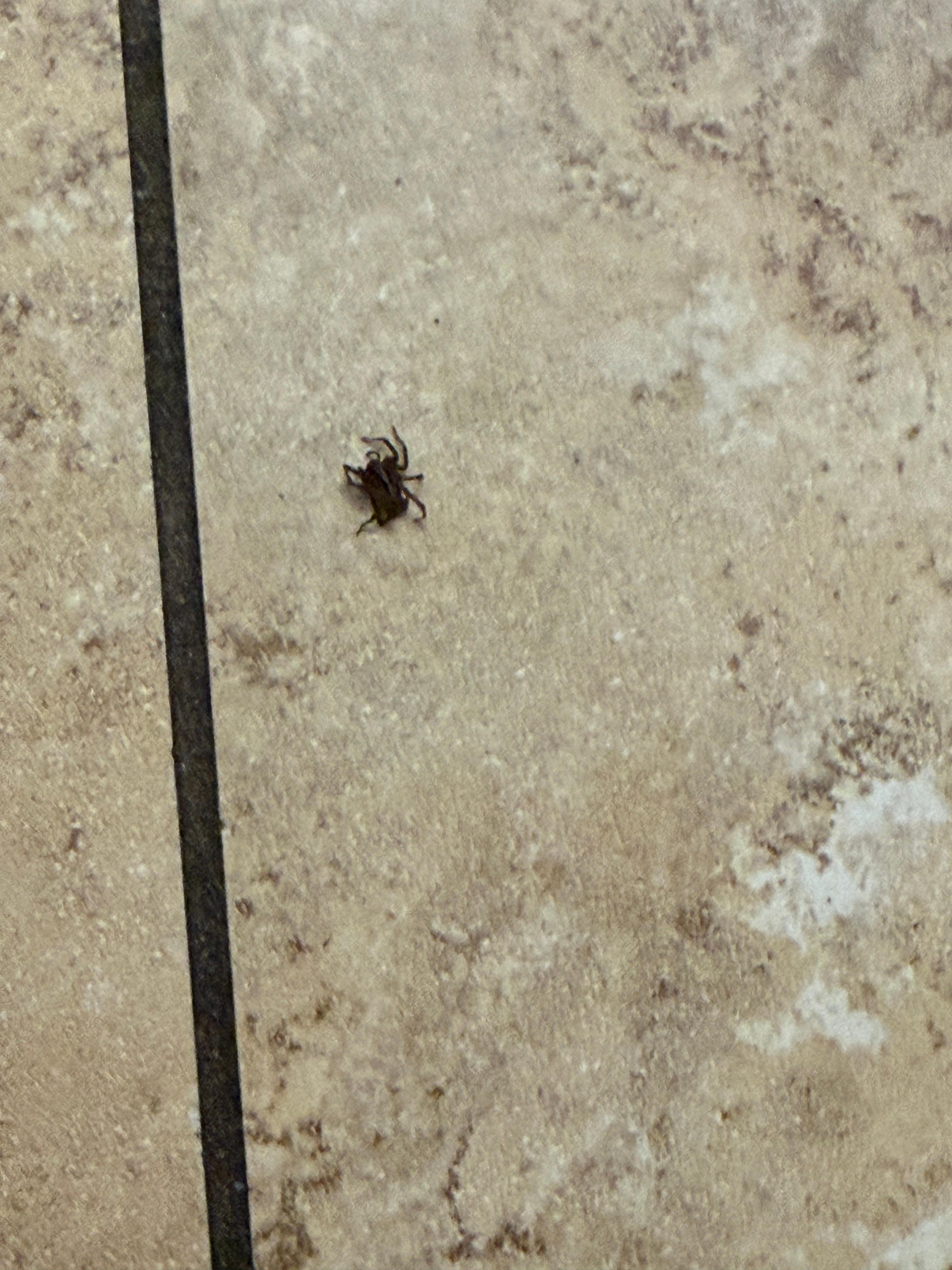 One of several seen in the room