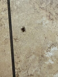 One of several seen in the room