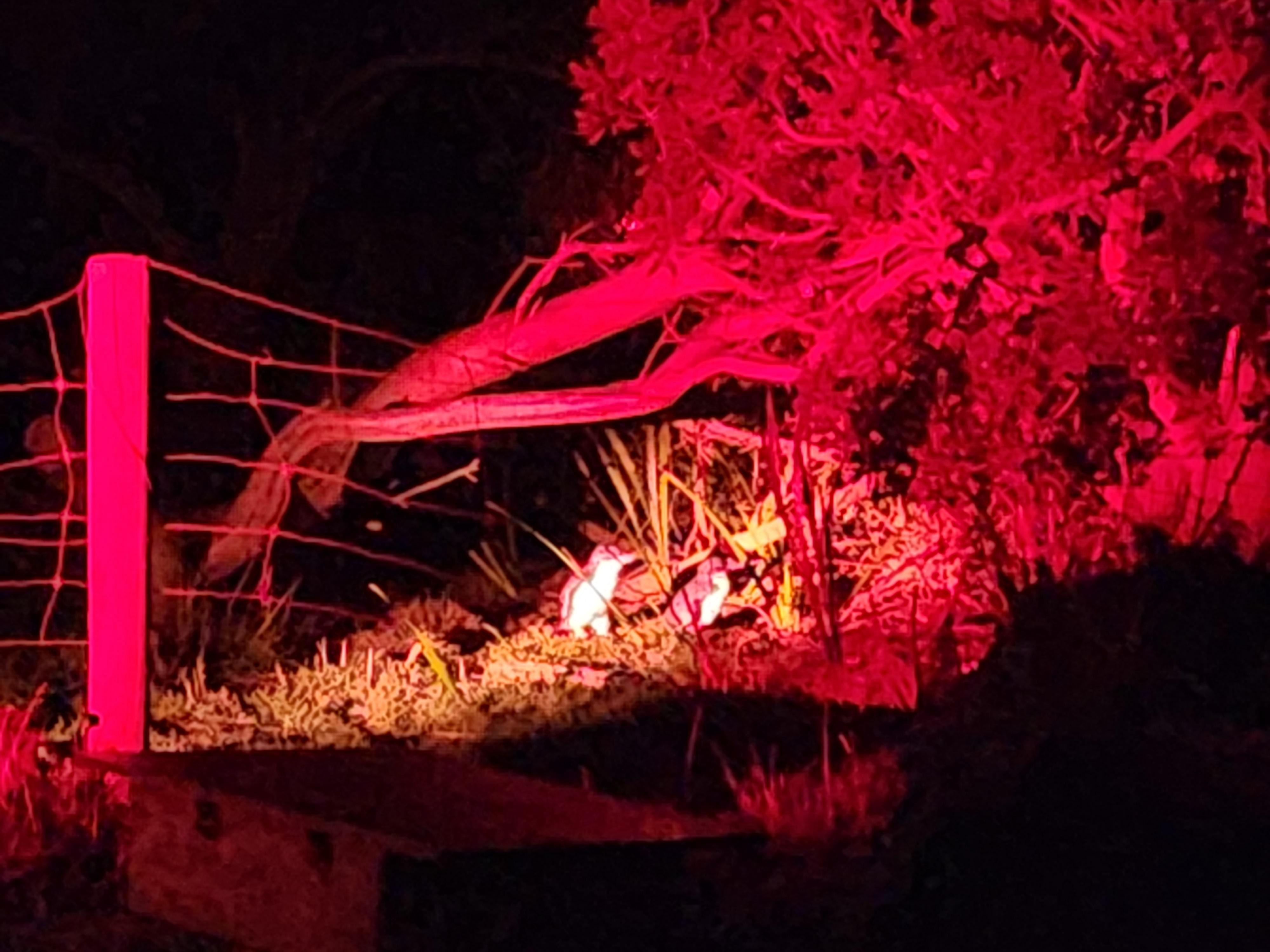 Penguin viewing at night 