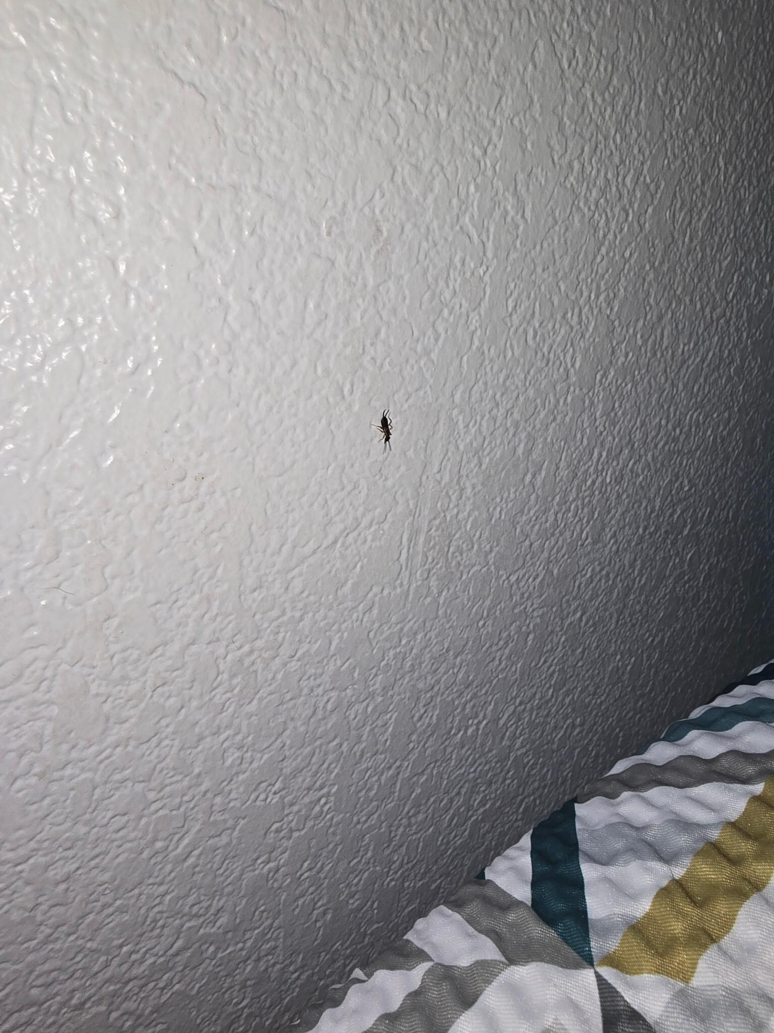 Bugs on the wall
