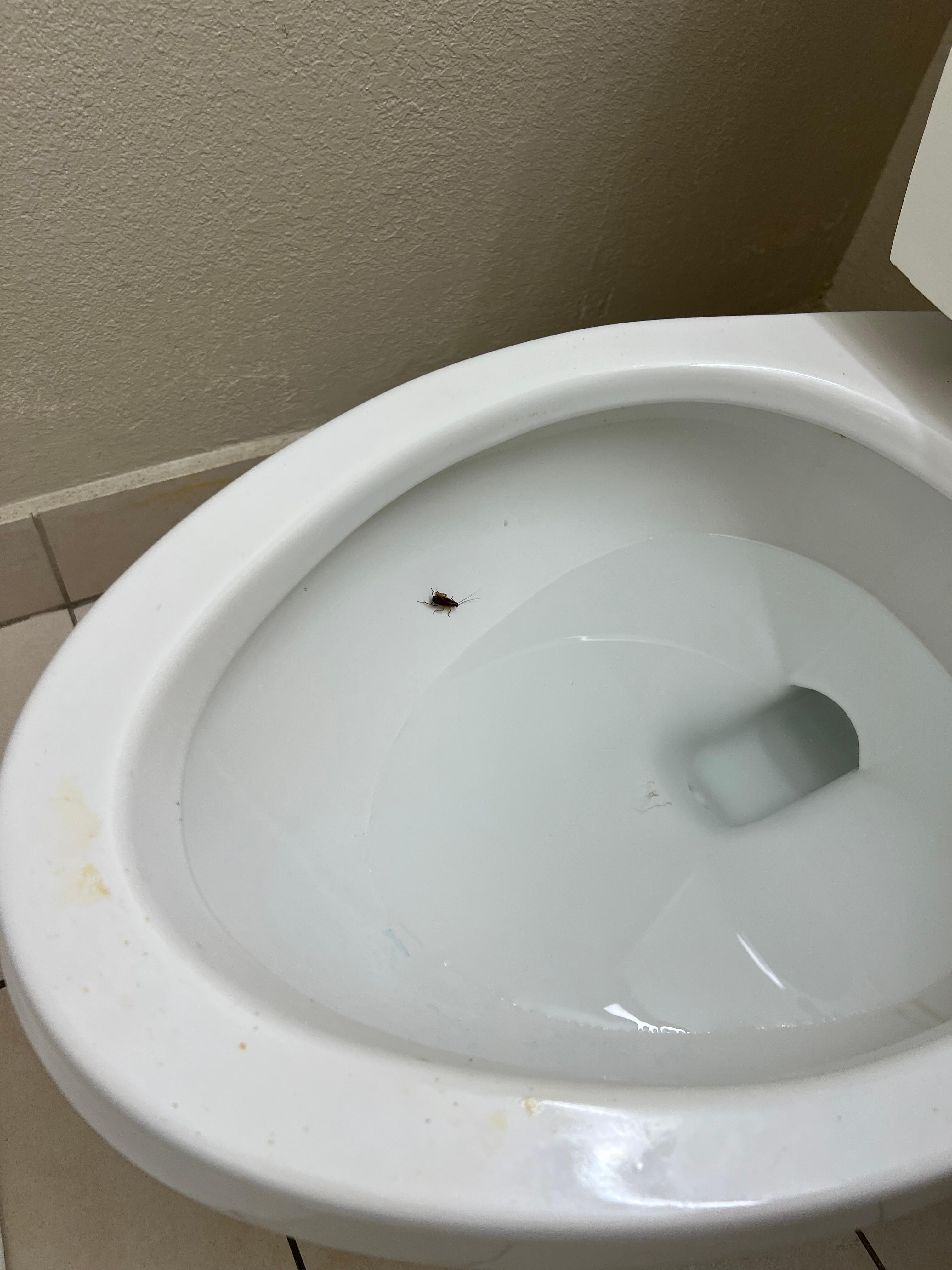 Pee in the rim of the bowl and roach. 