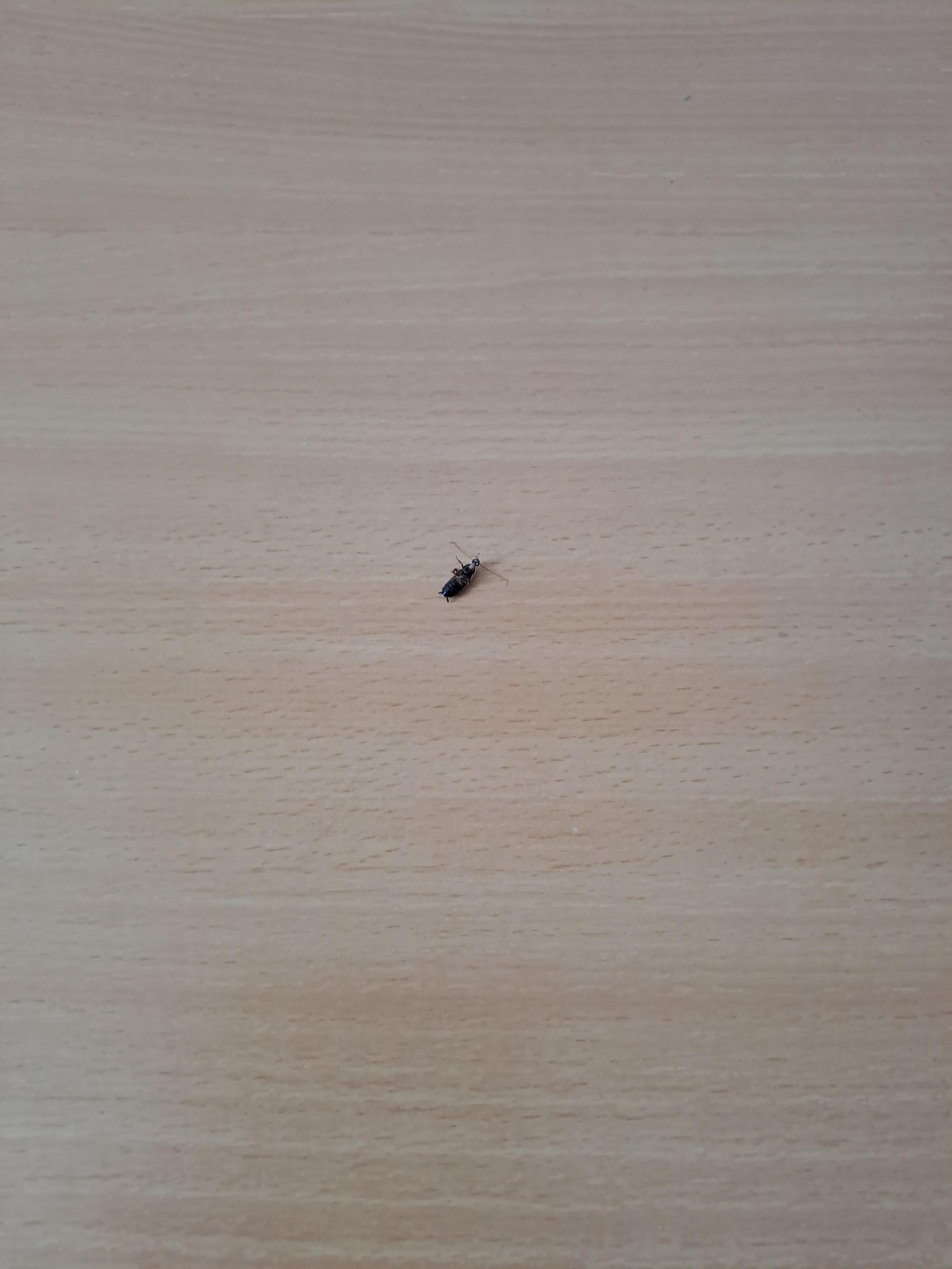 1 cafard mort sur la table