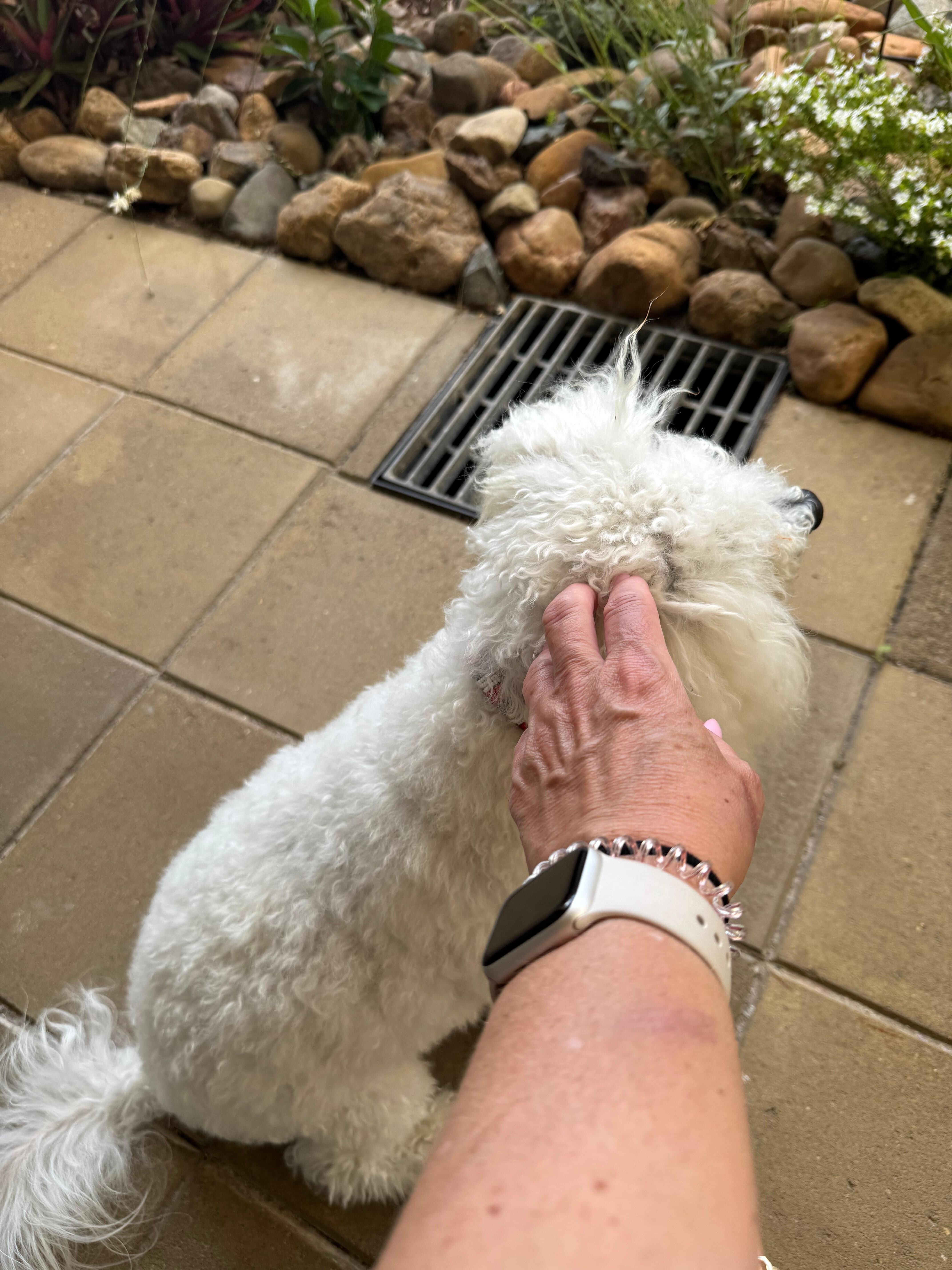 Roo, the resident pooch was lovely