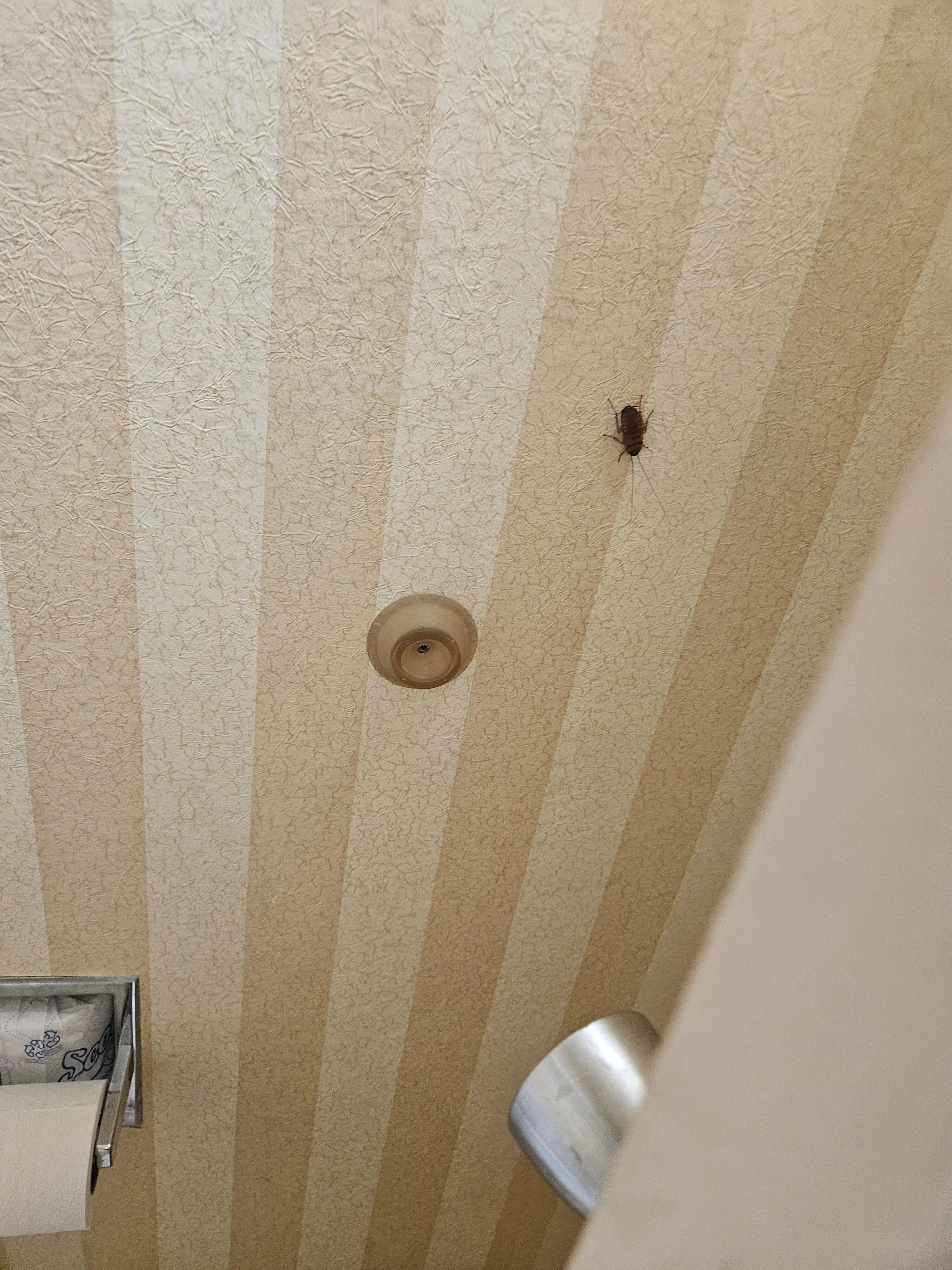 Cockroach climbing the wall.
