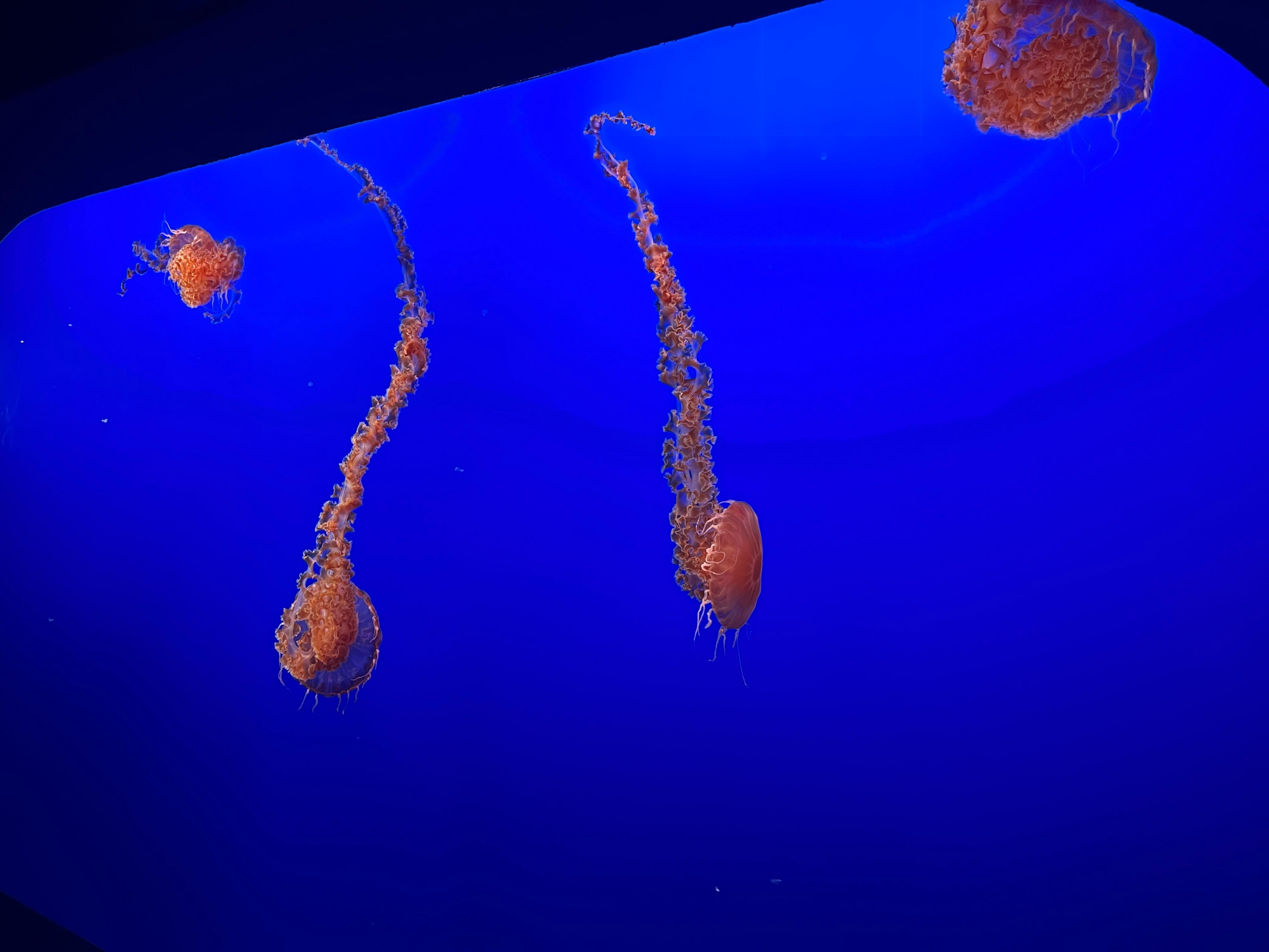Jellyfish exhibit